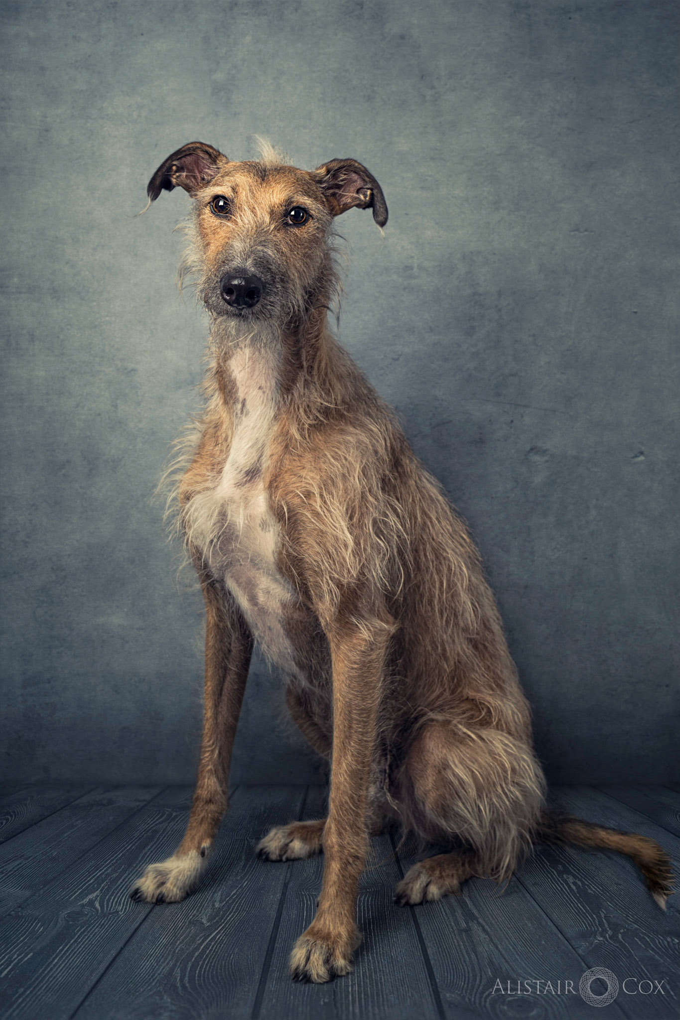 alistair cox - Animals