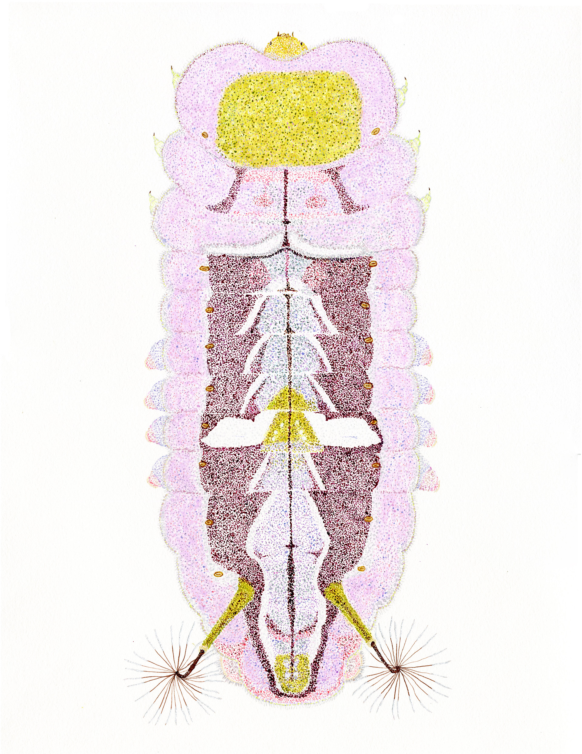 Suzuko Momoyama Insects - Angled sunbeam