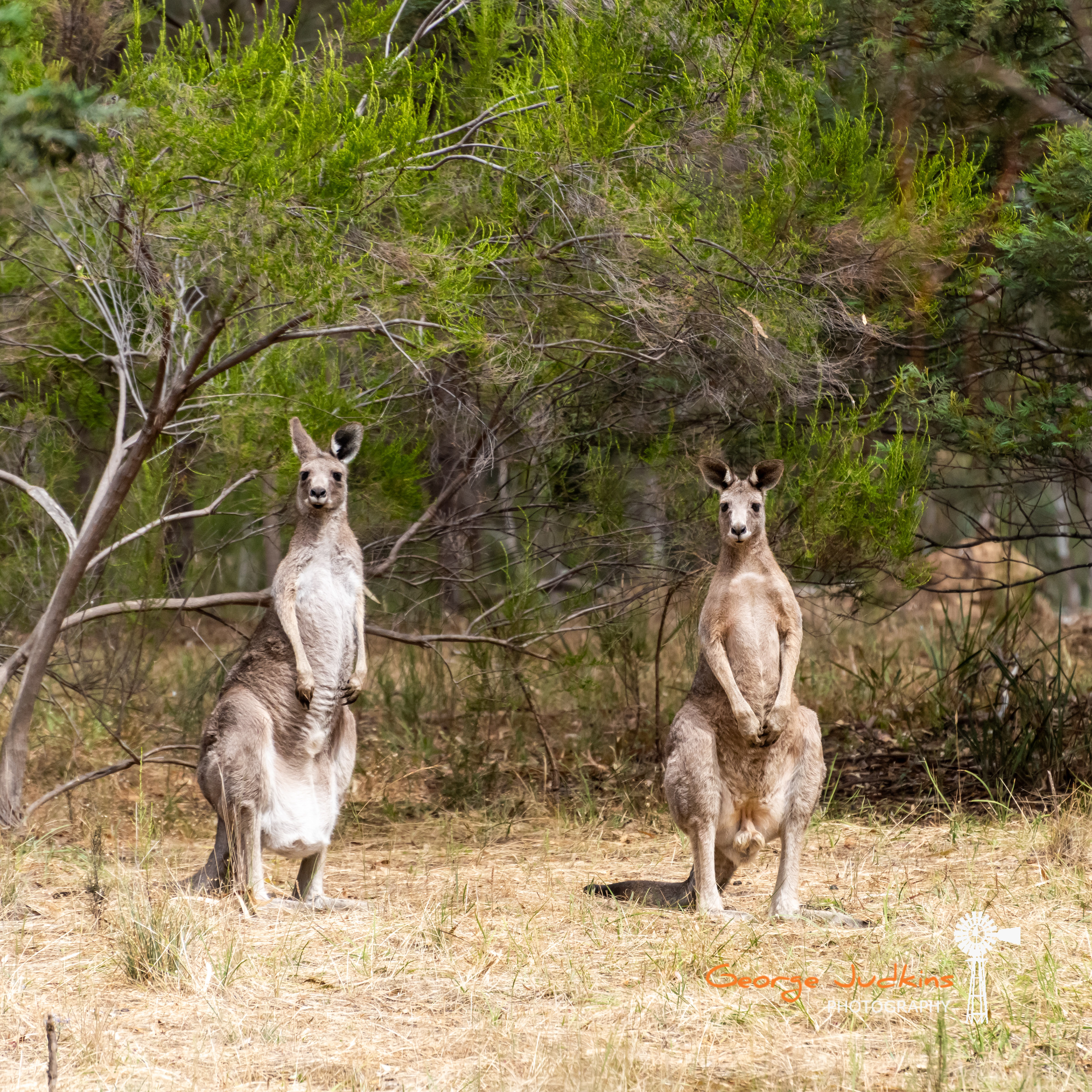 George Judkins Photography - Kangaroos