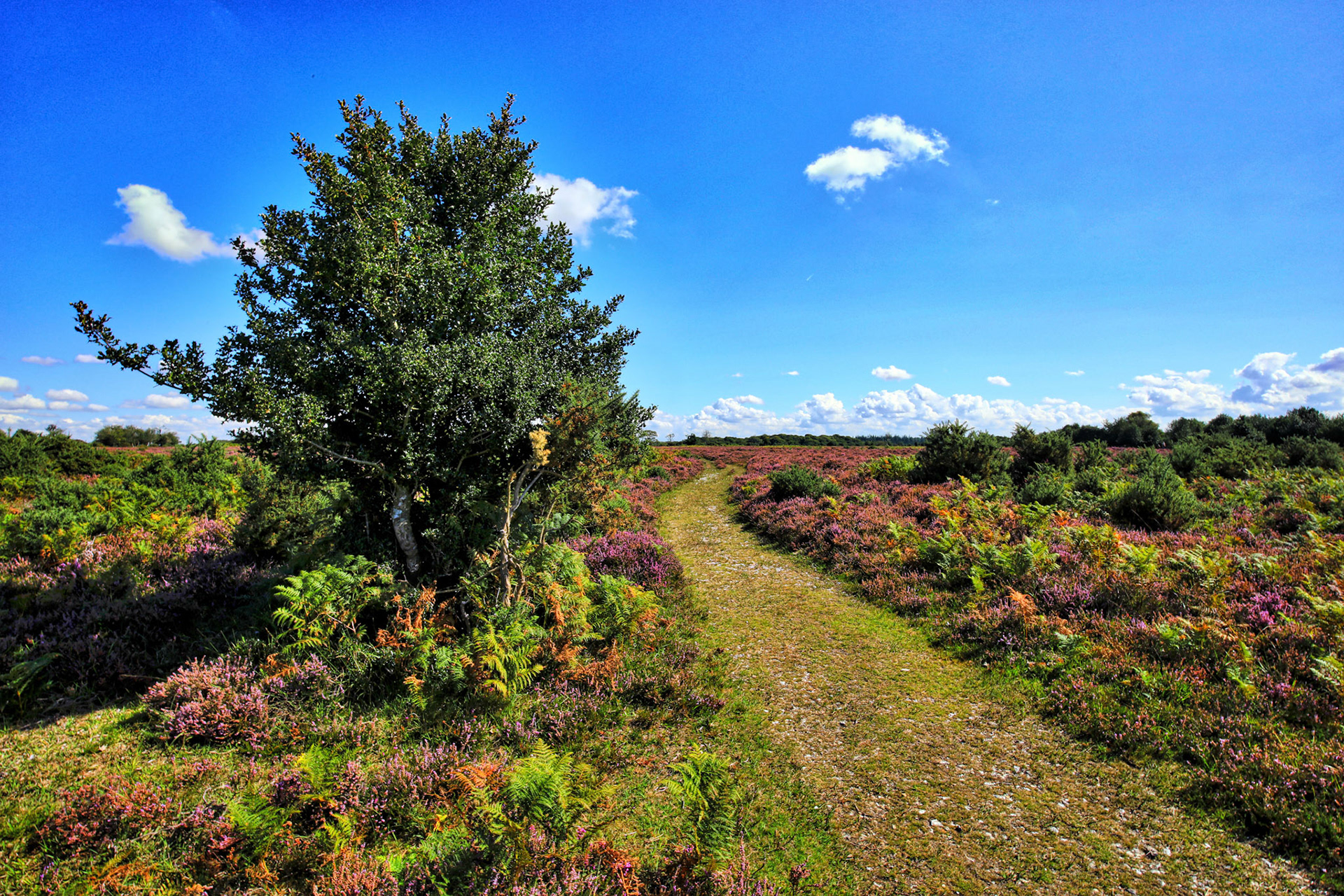 Kevin Pointer Photography - Fritham, New Forest