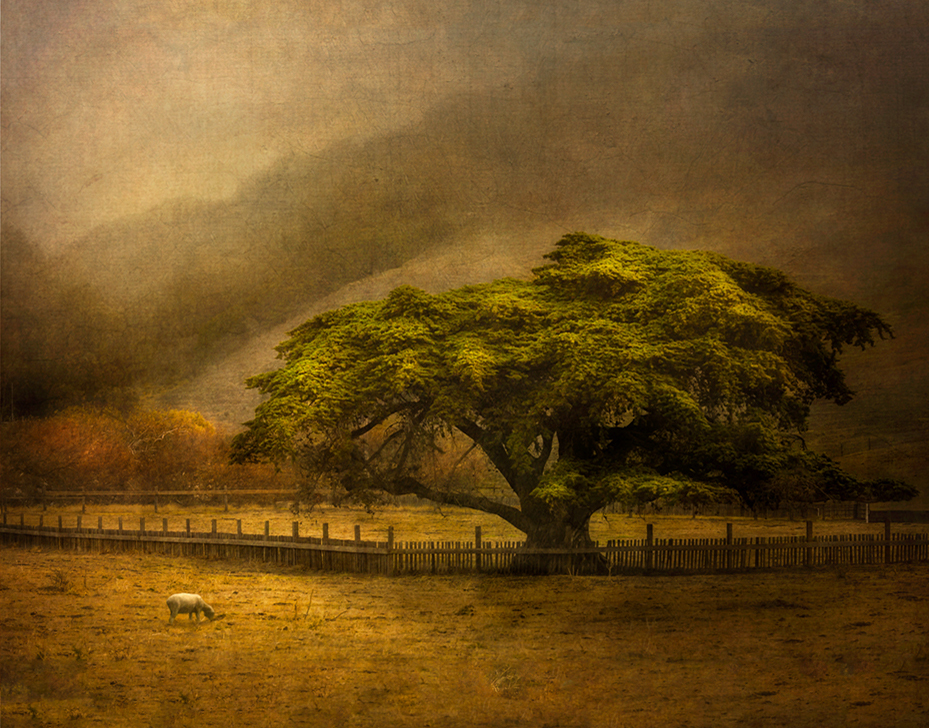 Lewis Anderson - Leaves and Needles