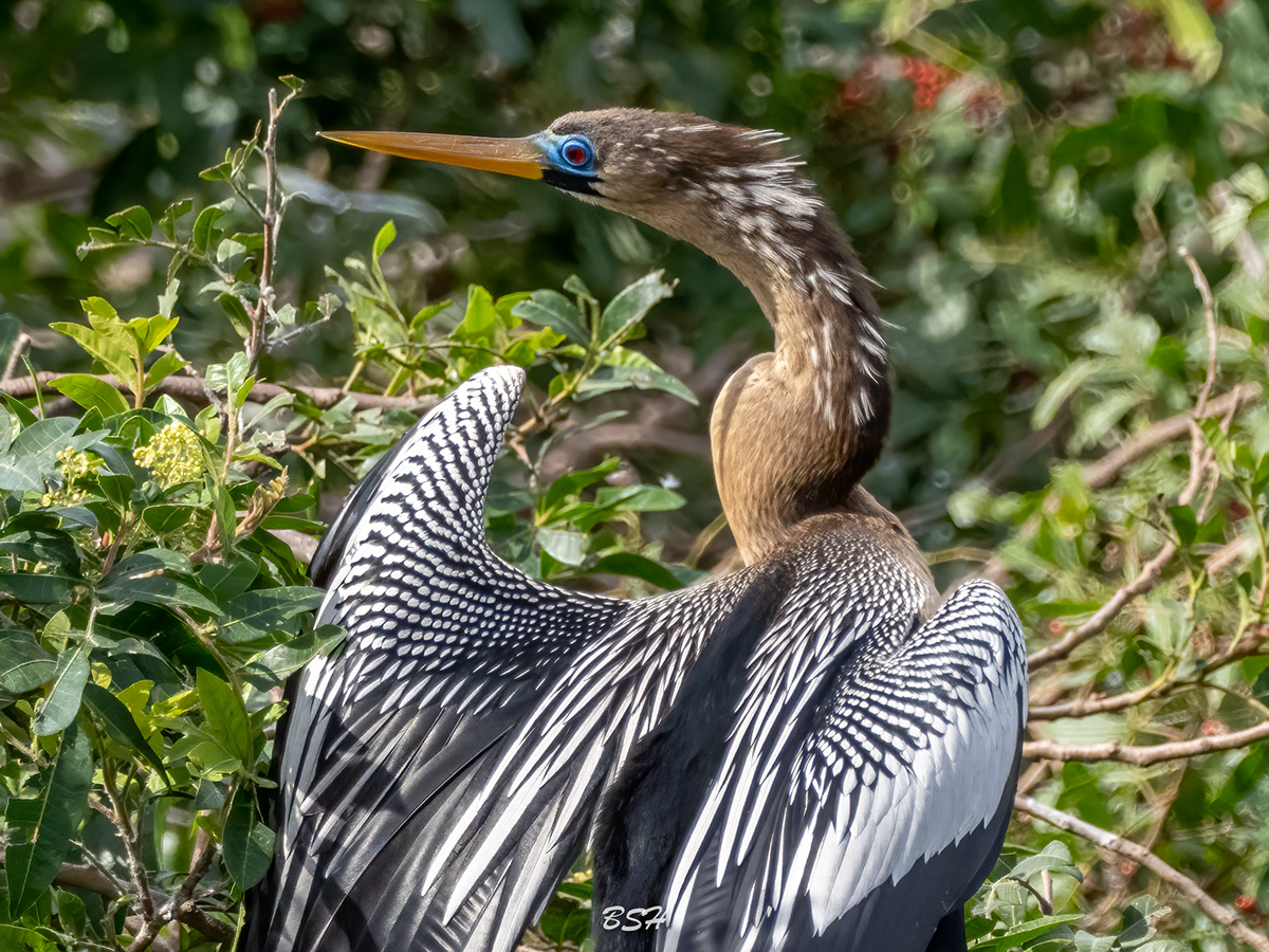 Bobbi's Photos - Anhingas - The Snake Bird