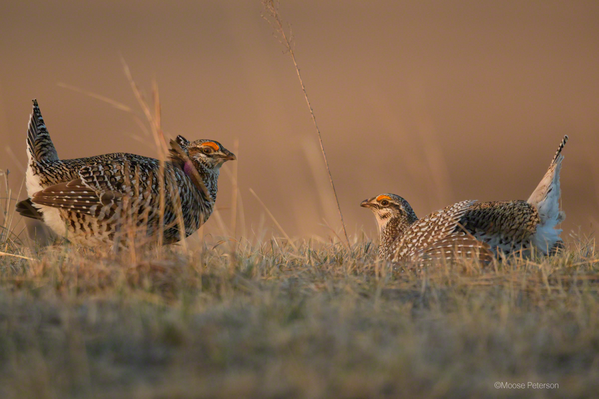 Moose Peterson - Chicken & Grouse Apl '17