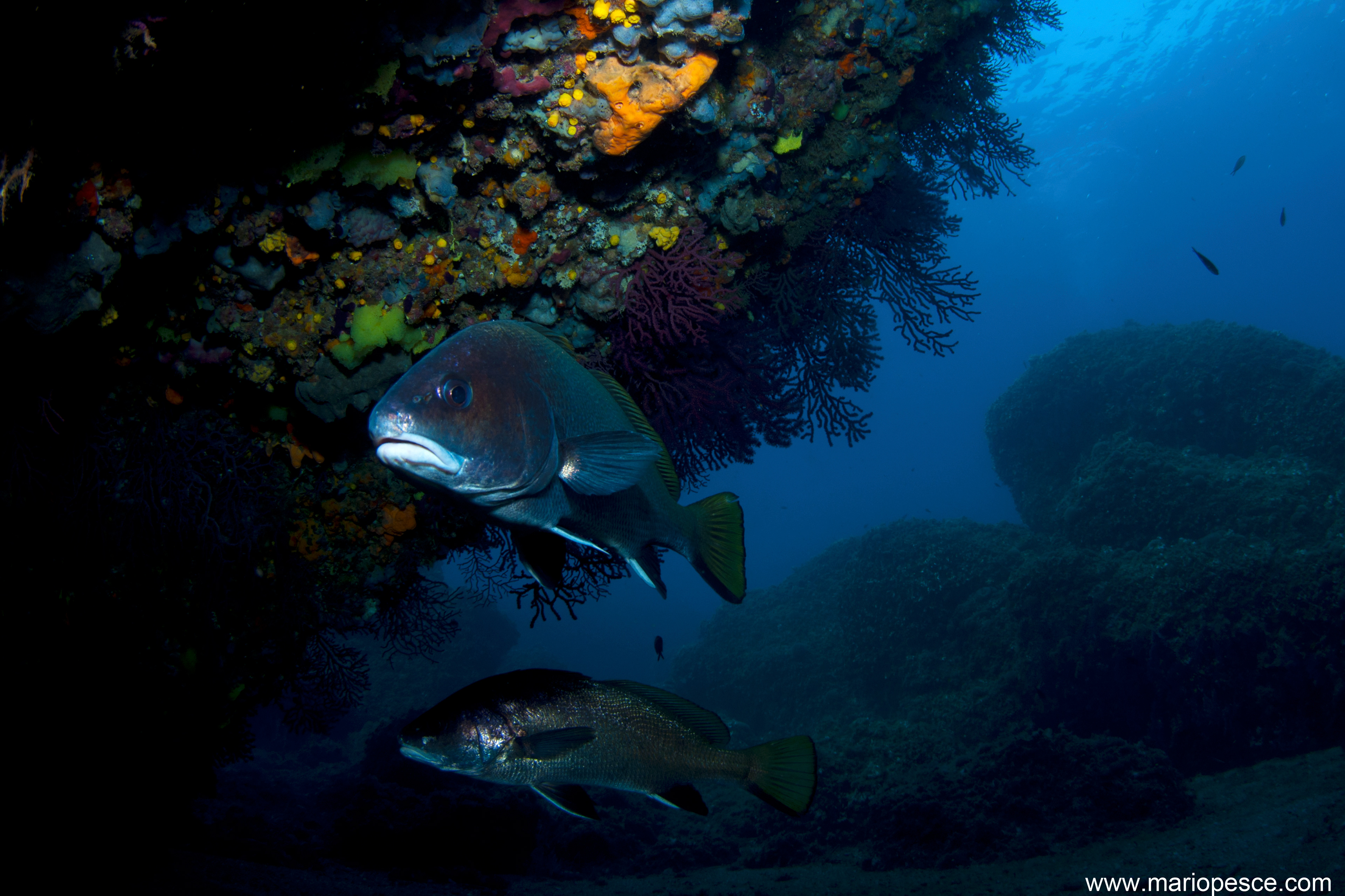 mario pesce fotosub - Wide-angle