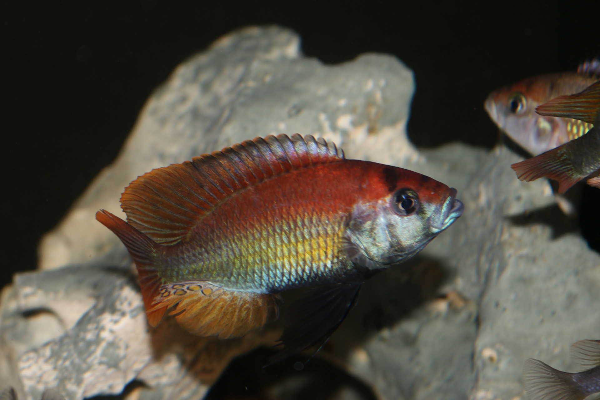 Tonis-africancichlids - Haplochromis Nuchisquamulatus