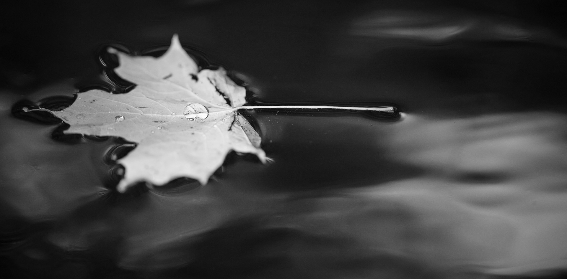 Ken Landis - B&W