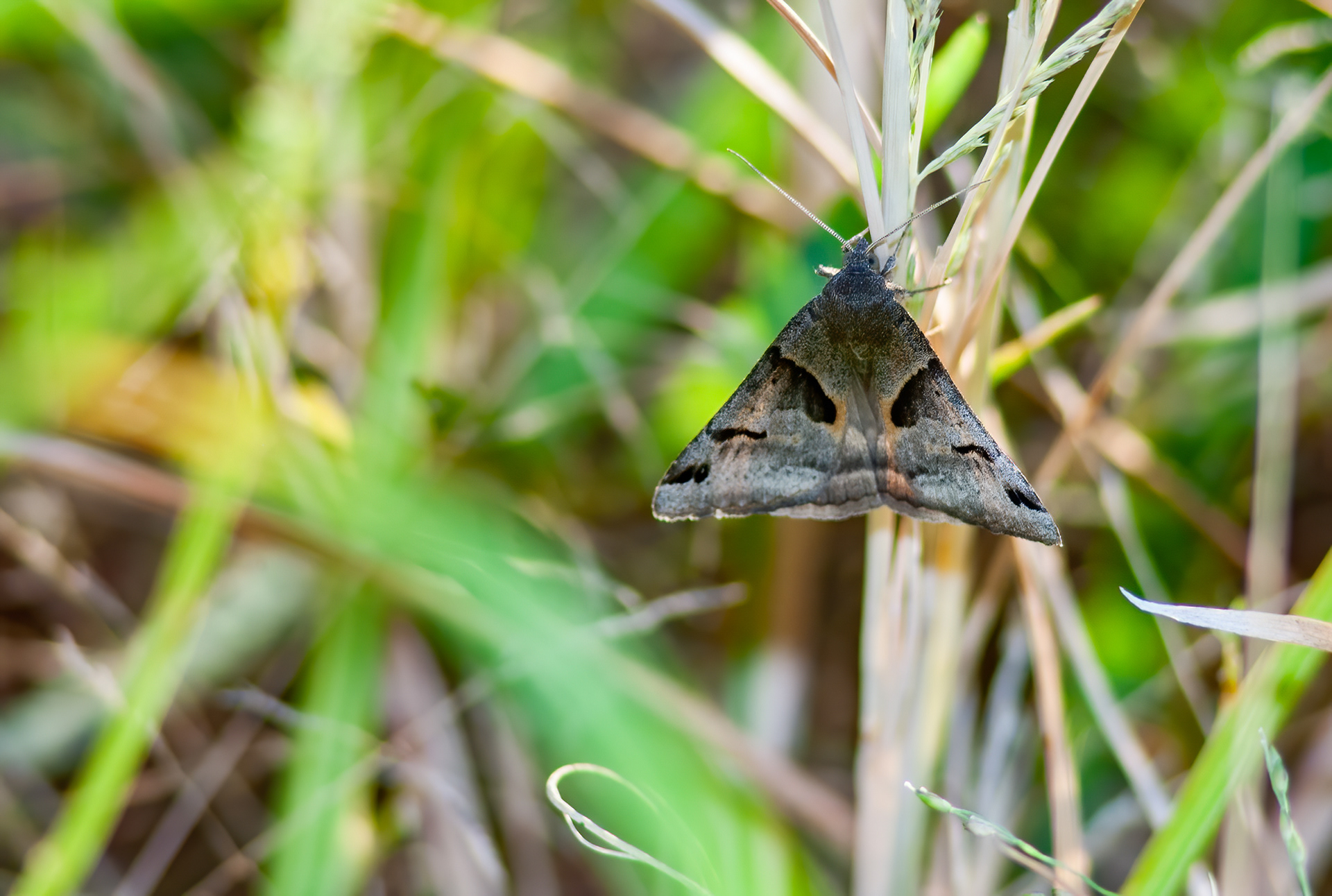 Wildeyes Images - Moths of Oklahoma