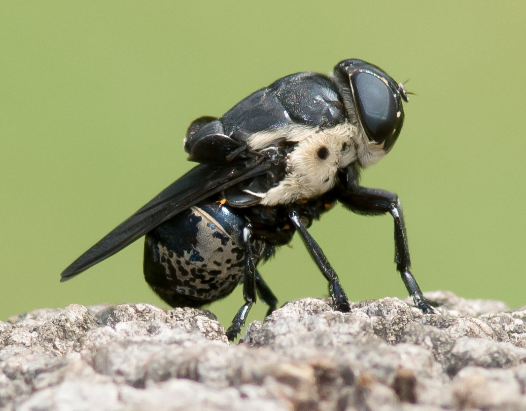 Wildeyes Images - Flies