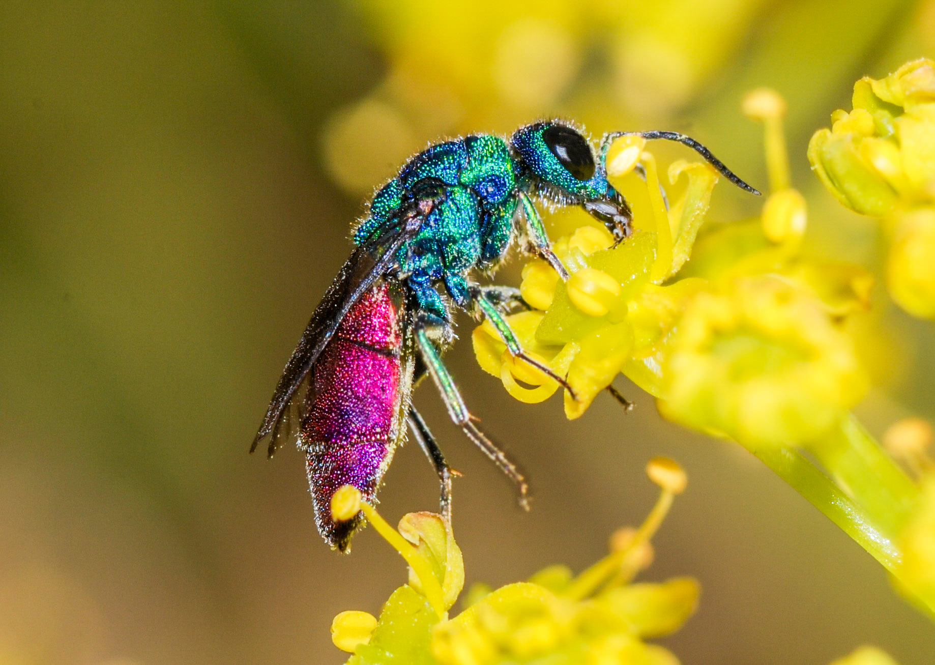 - https://philippebazindf44.myportfolio.com/ - Insectes des prairies