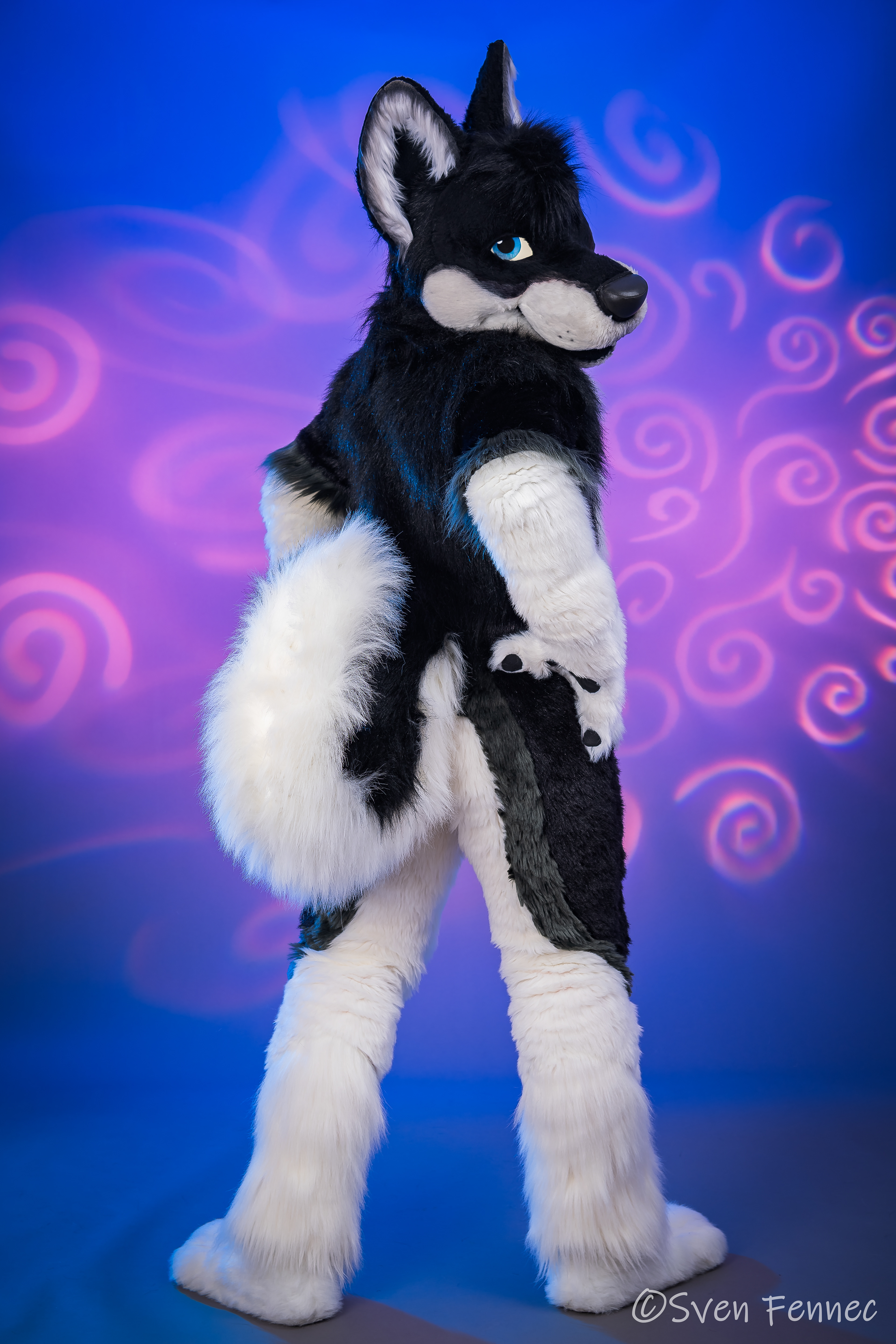 Sven Fennec Photography - 2018-2020 Studio Fursuit Portraits