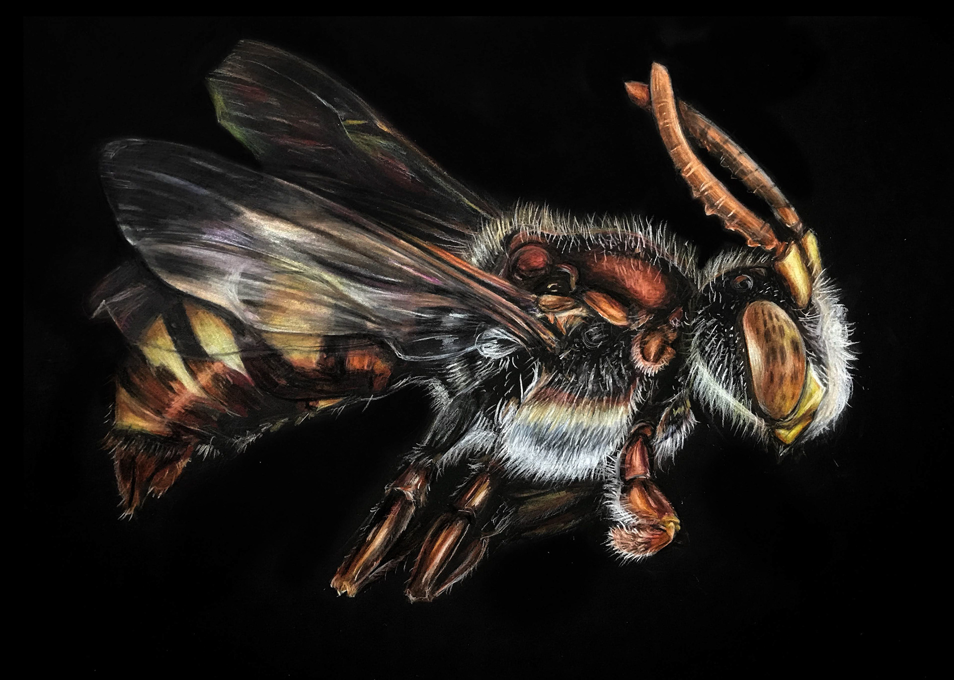 Kelly Stanford - Science Communicator and Artist - Hyper realistic ...