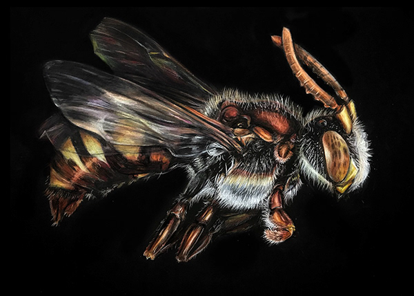 Kelly Stanford - Science Communicator and Artist - Hyper realistic ...