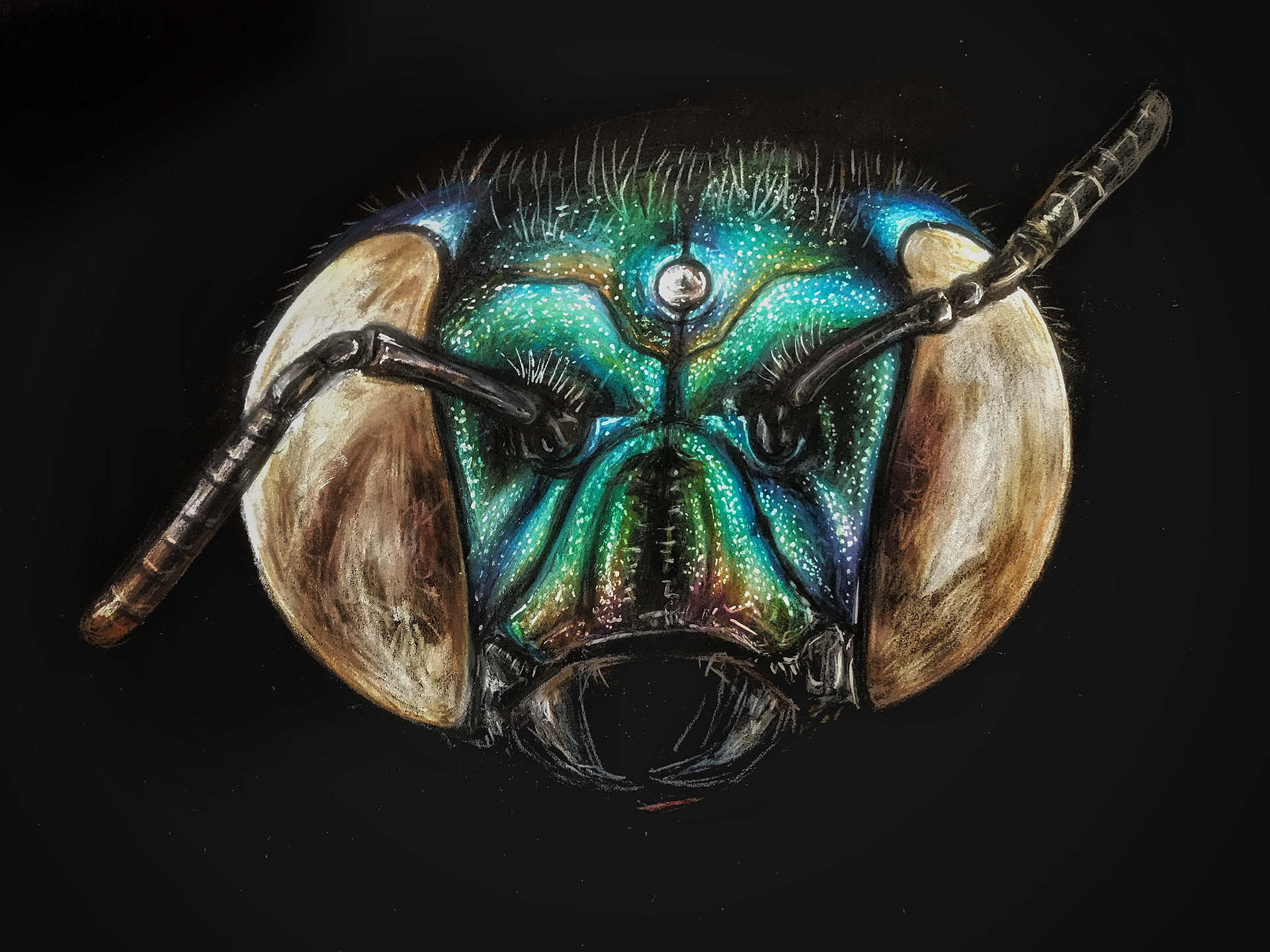 Kelly Stanford - Science Communicator and Artist - Hyper realistic ...