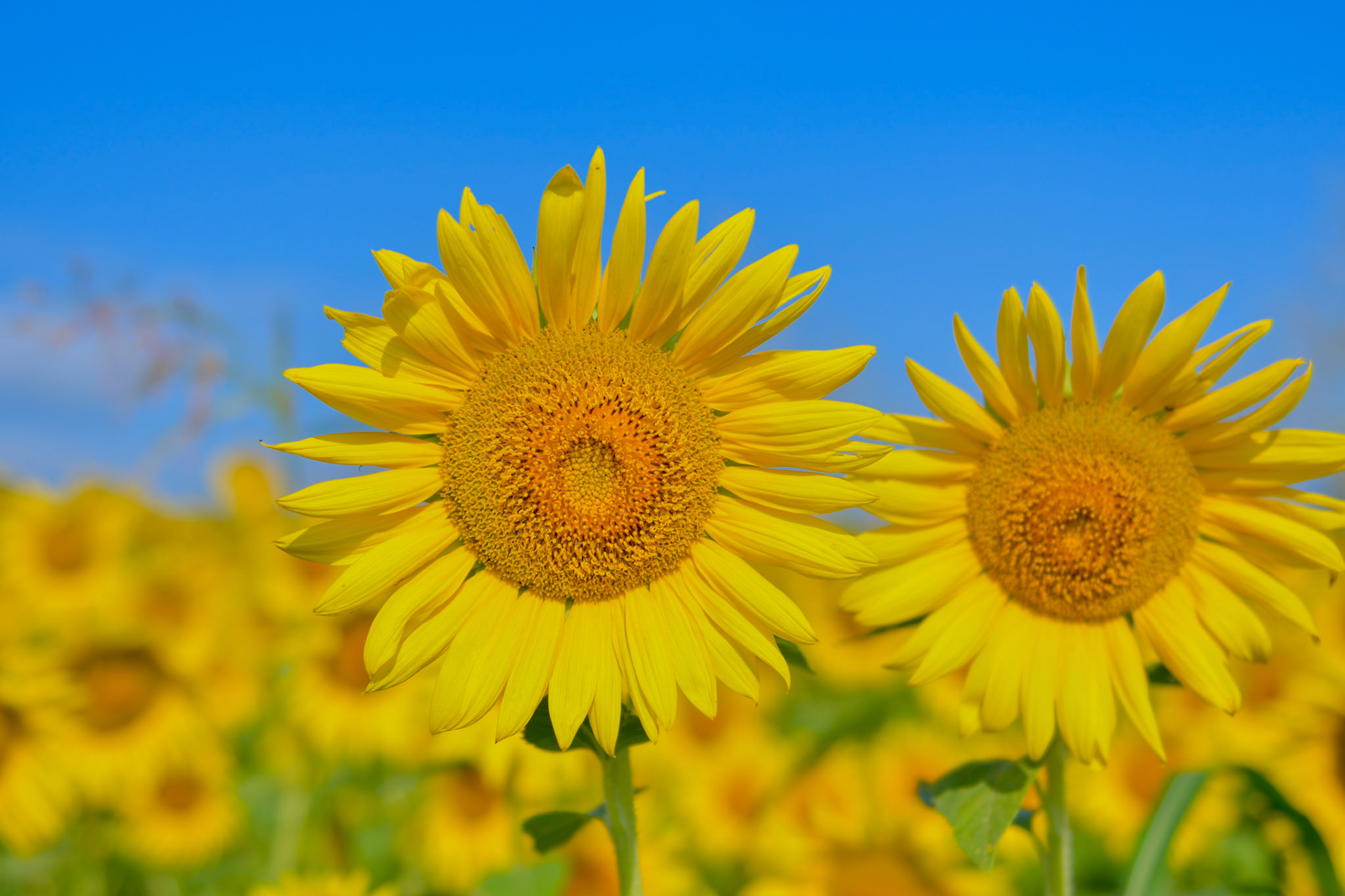 Amy Sword - Photography