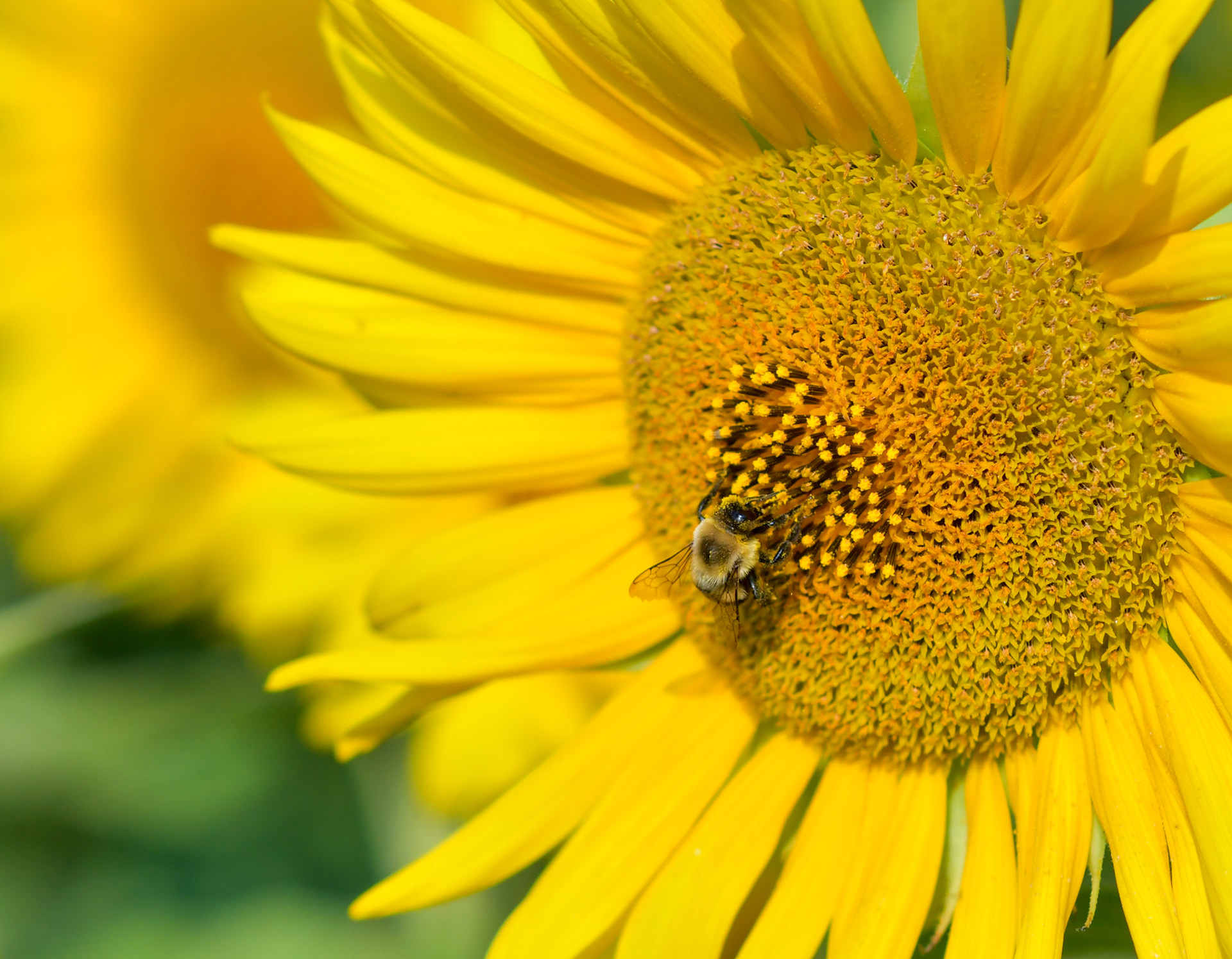 Amy Sword - Photography