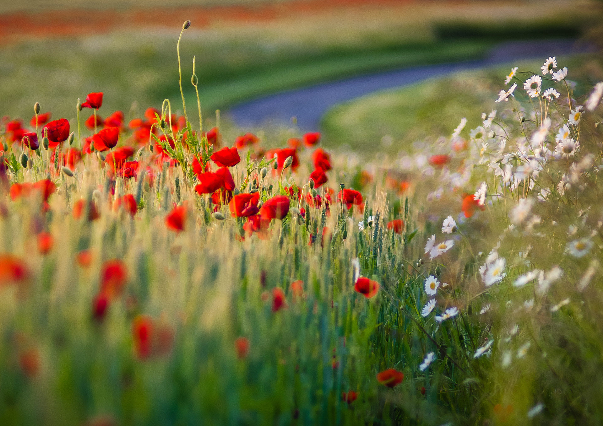 Molly Hollman - Flowers, plants and trees