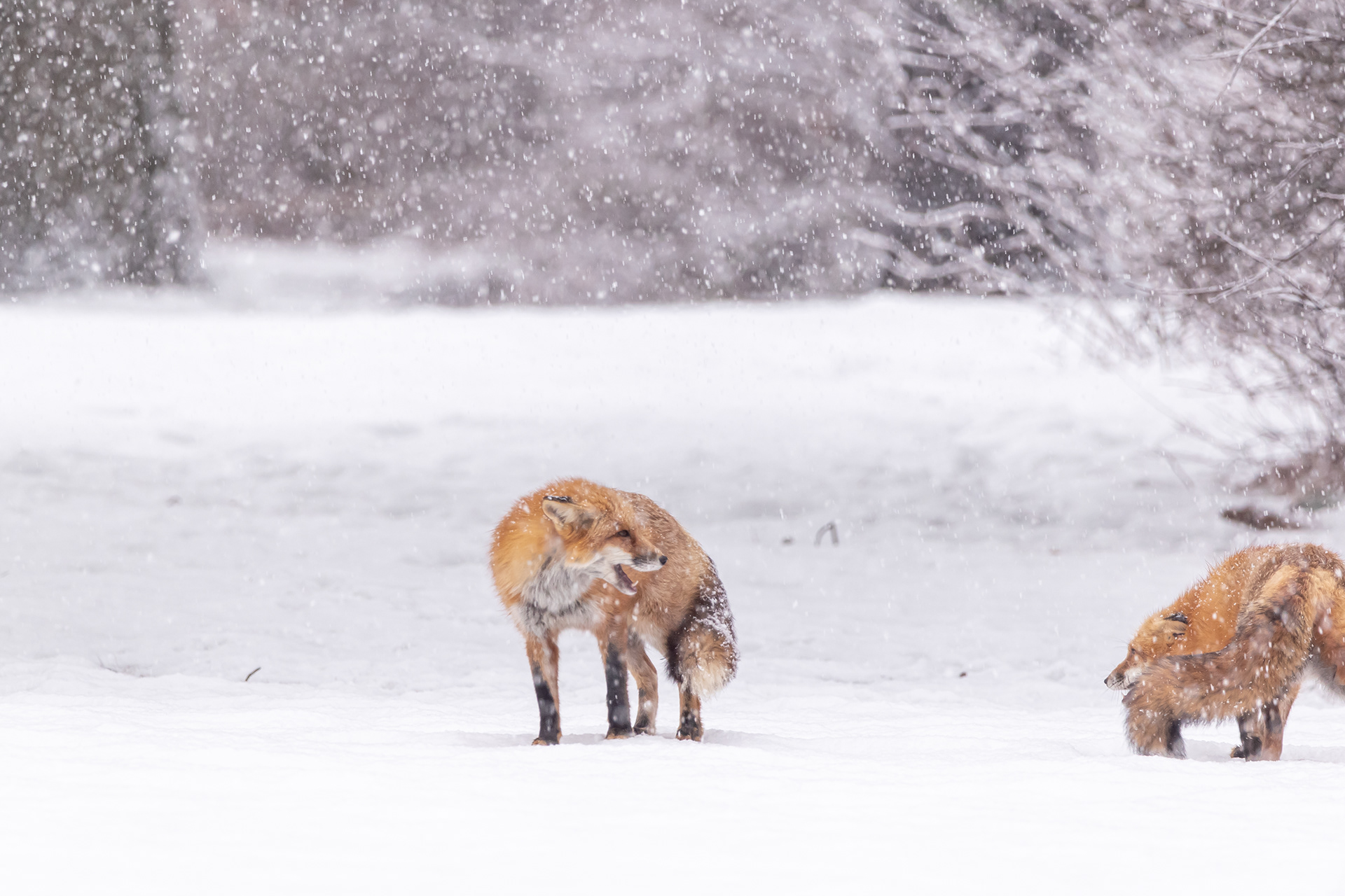 Creature Catalog - Foxes