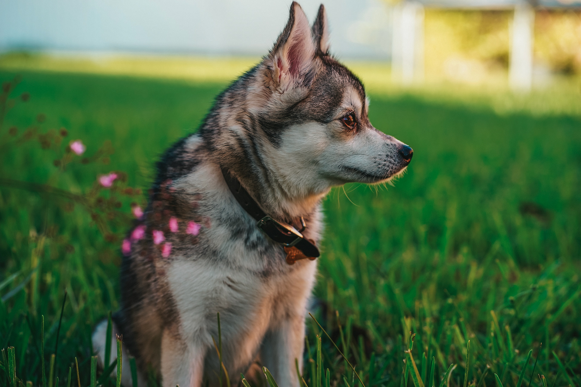 angel vu - Dogs.