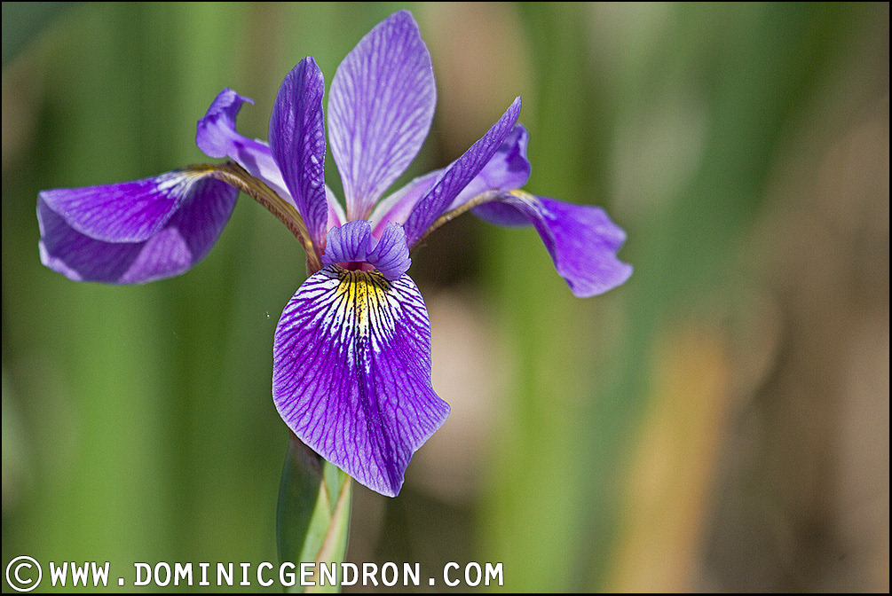 Dominic Gendron - Iris versicolore — Iris versicolor