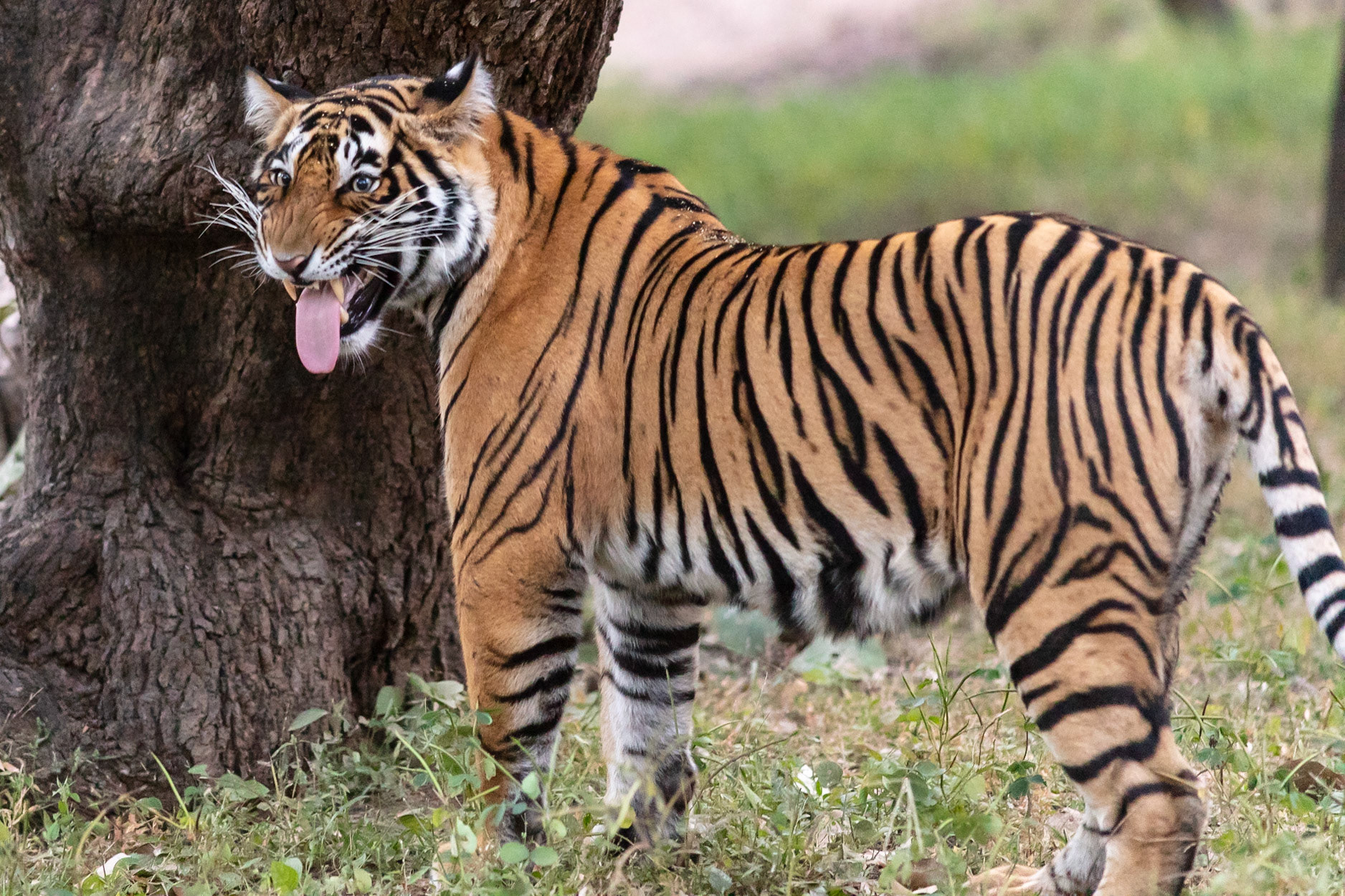 CREATIVE VIZ - Animals