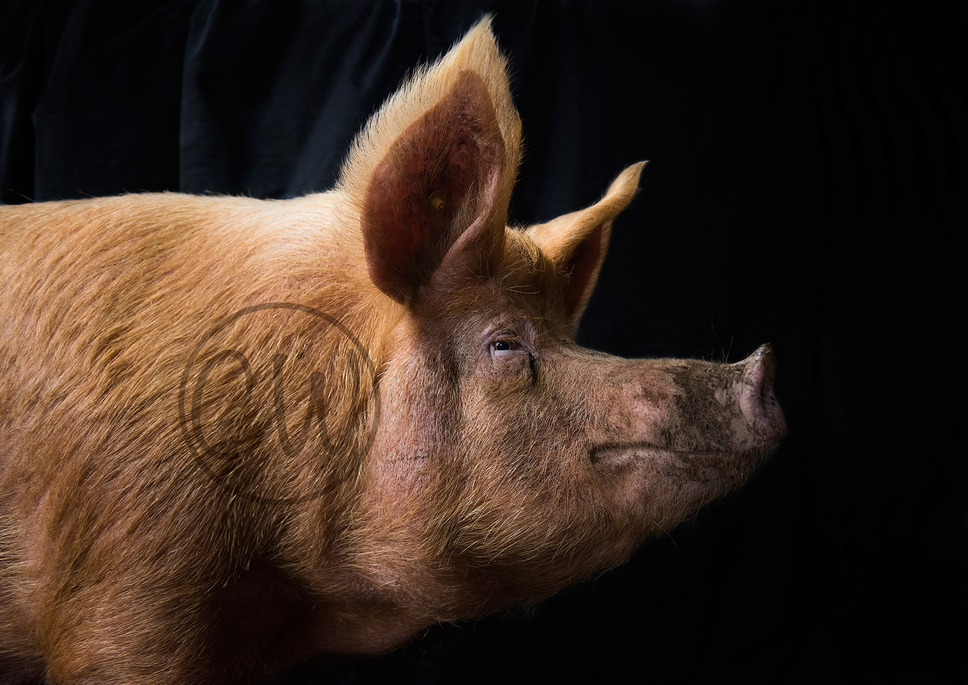 Rare Breeds Preservation Project by Claire Watson. - Tamworth Pig