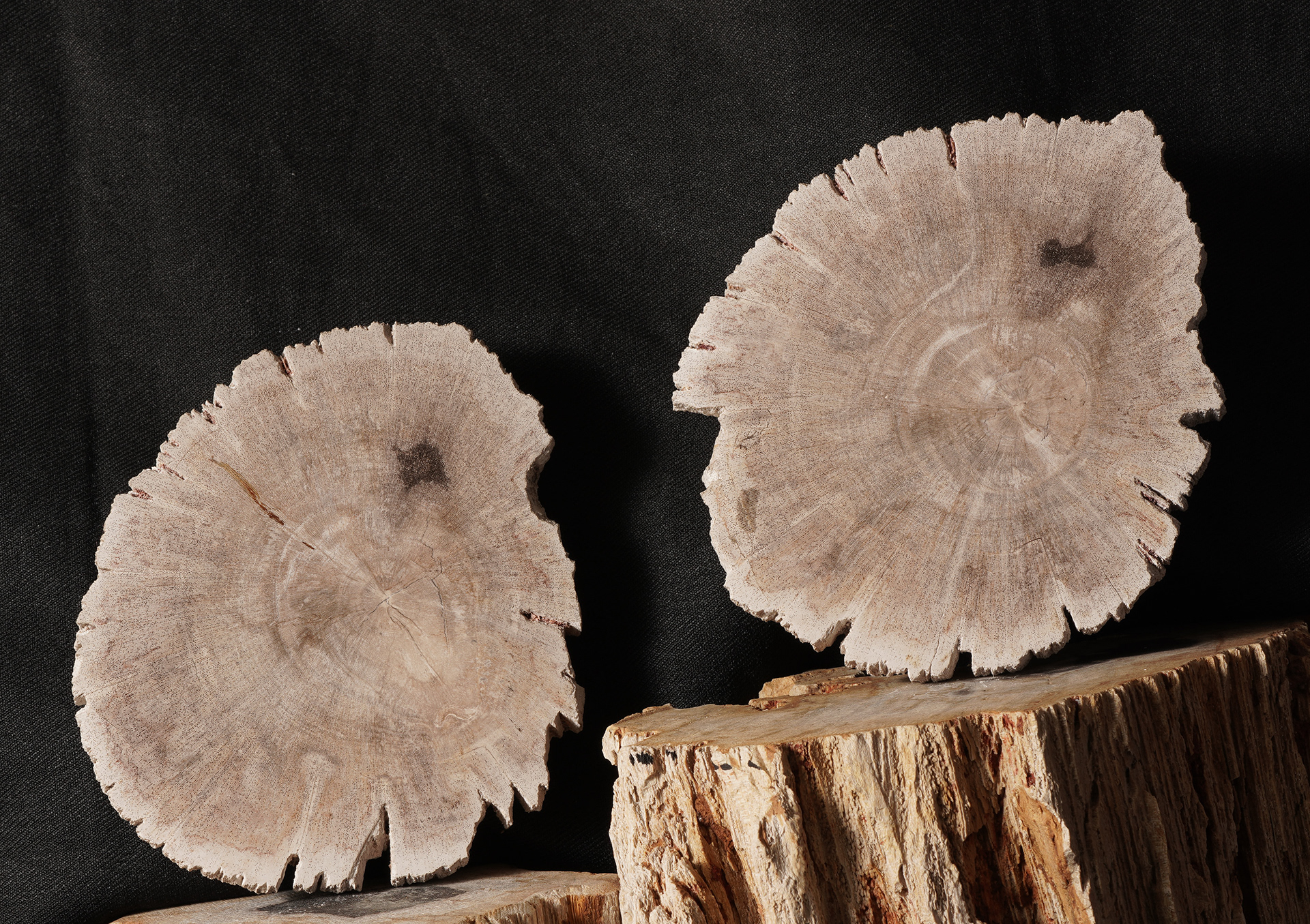 Fosil Kayu - Versteend hout en Jaspis - Schijf 04366