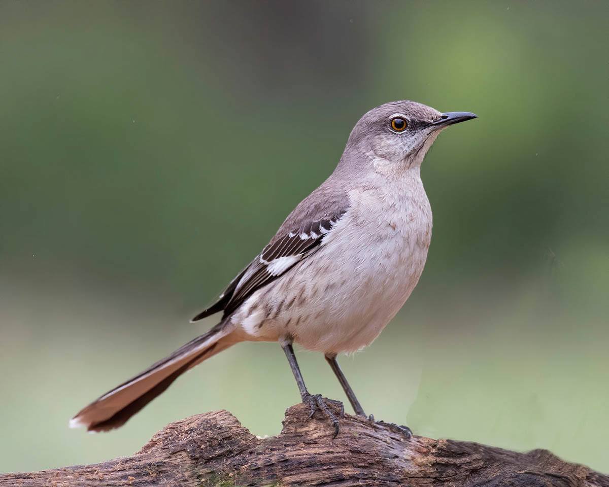 Birds by Les - Loggers