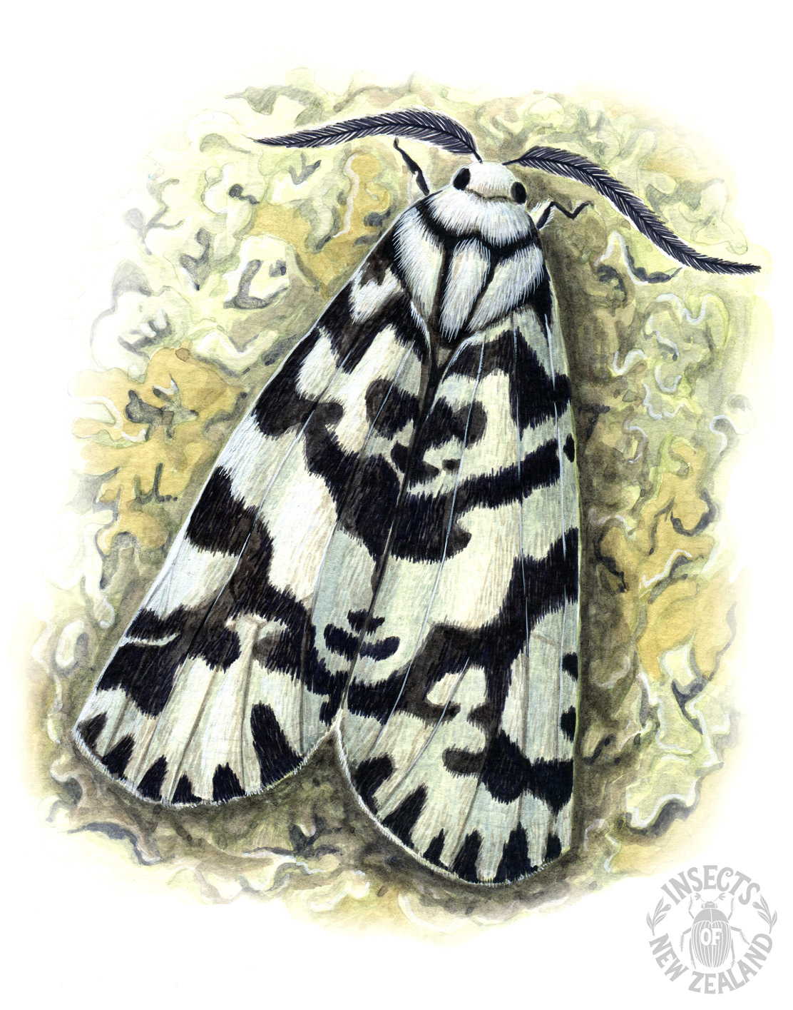 Emma Scheltema Illustration - Insects of New Zealand Playing Cards