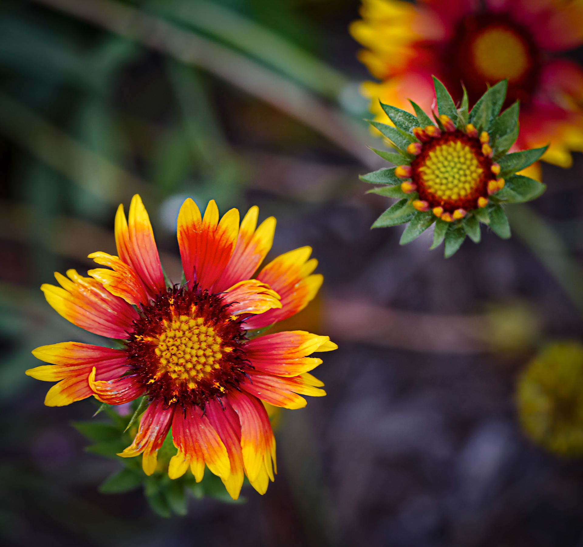 Stuart Schaefer - Flowers Gallery