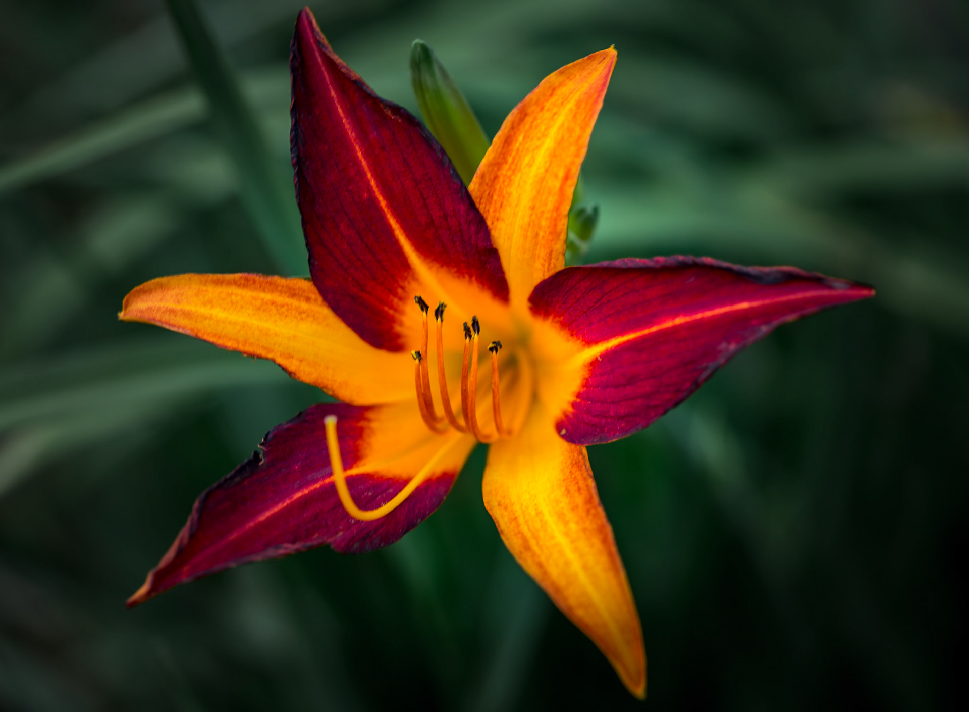 Stuart Schaefer - Flowers Gallery