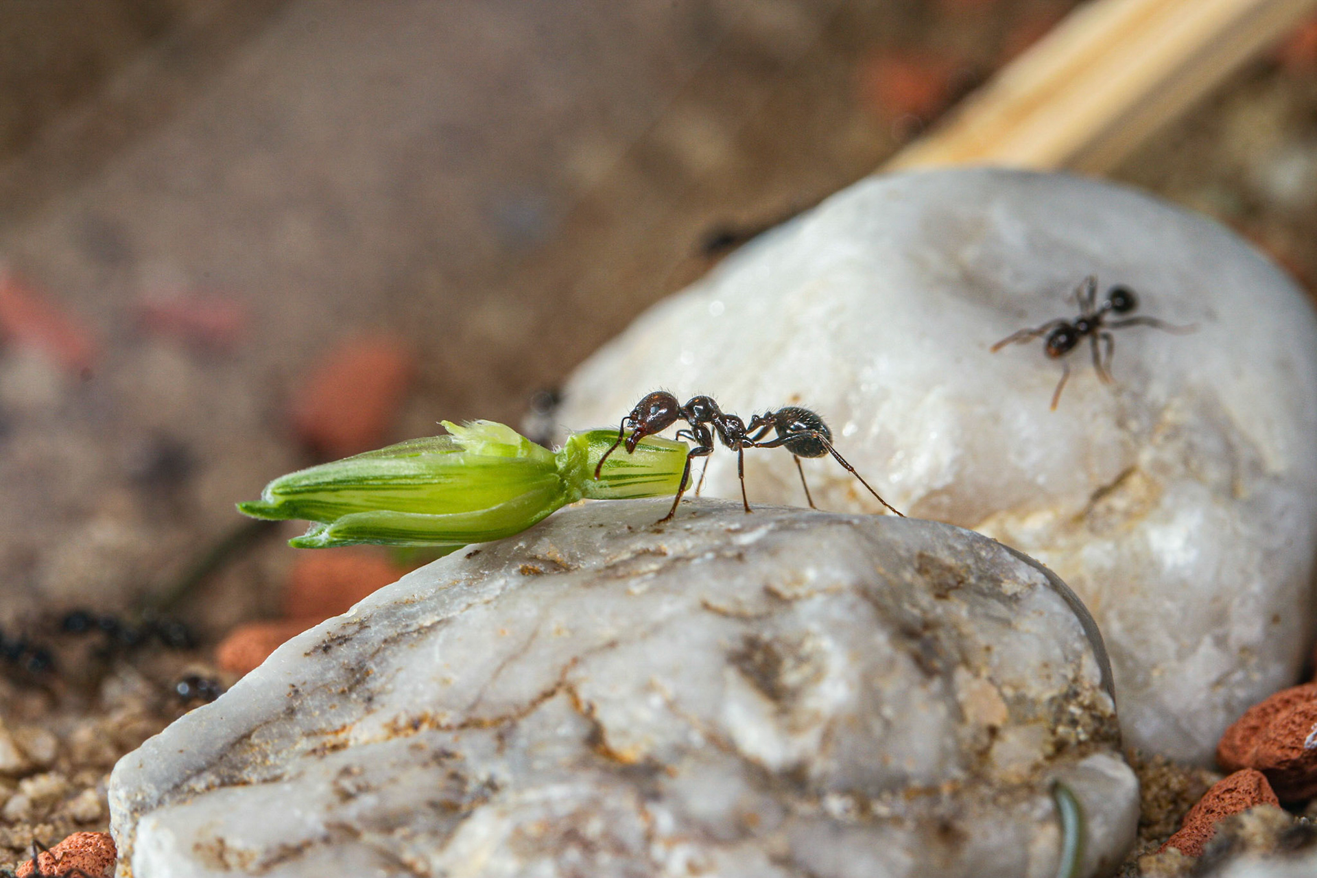 Roger Miguel Wahl Photography - Messor barbarus (ant farm)