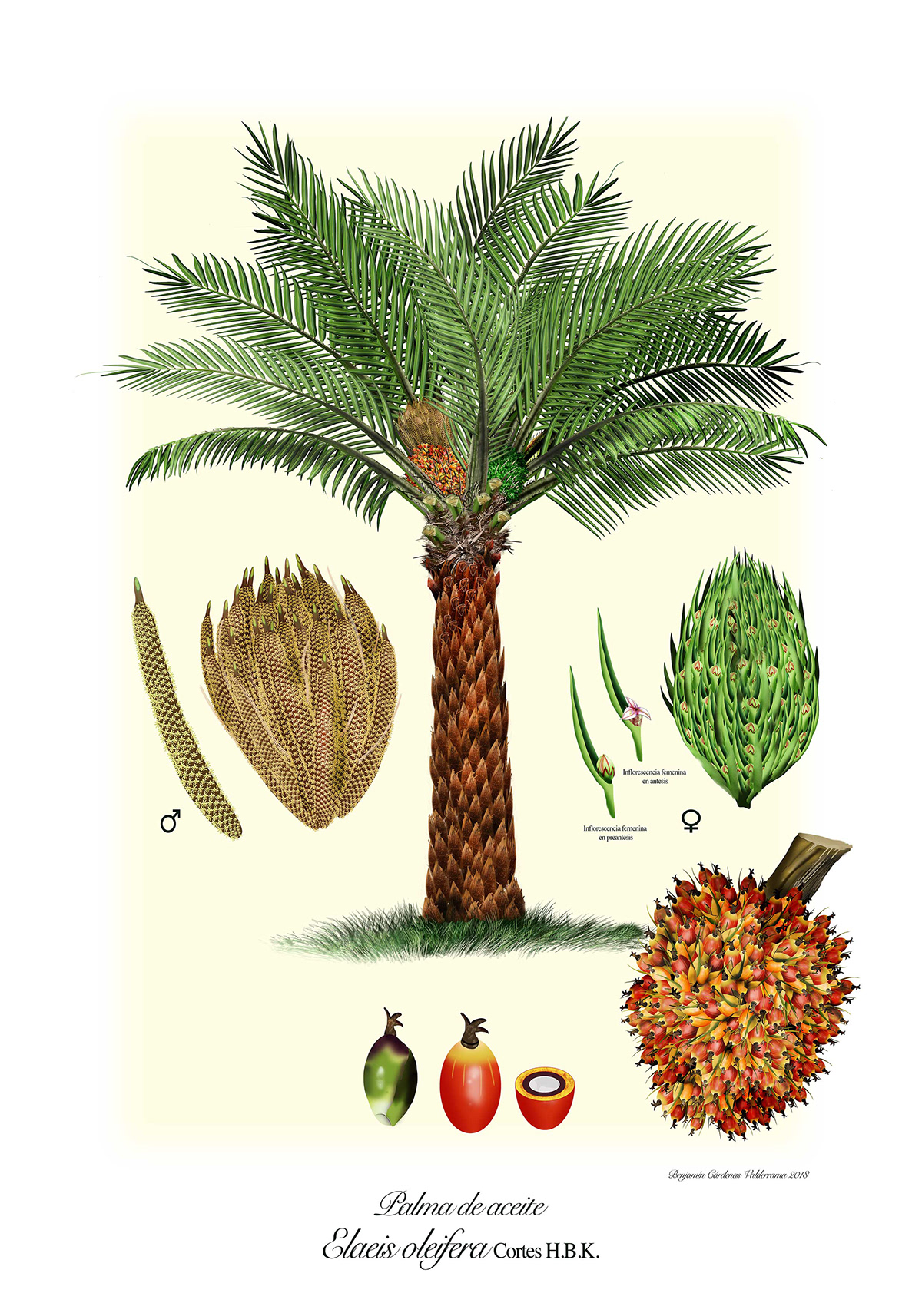 Benjamin Cardenas - Elaeis oleifera - Oil palm