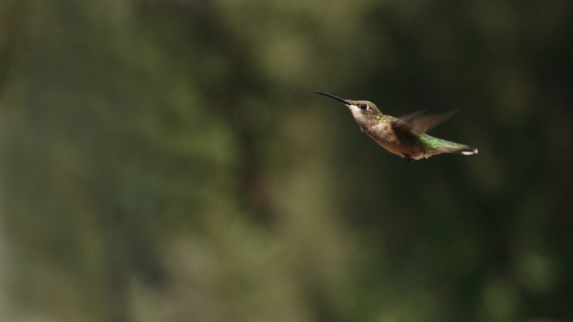 Anthony Carnevale Portfolio - Photography