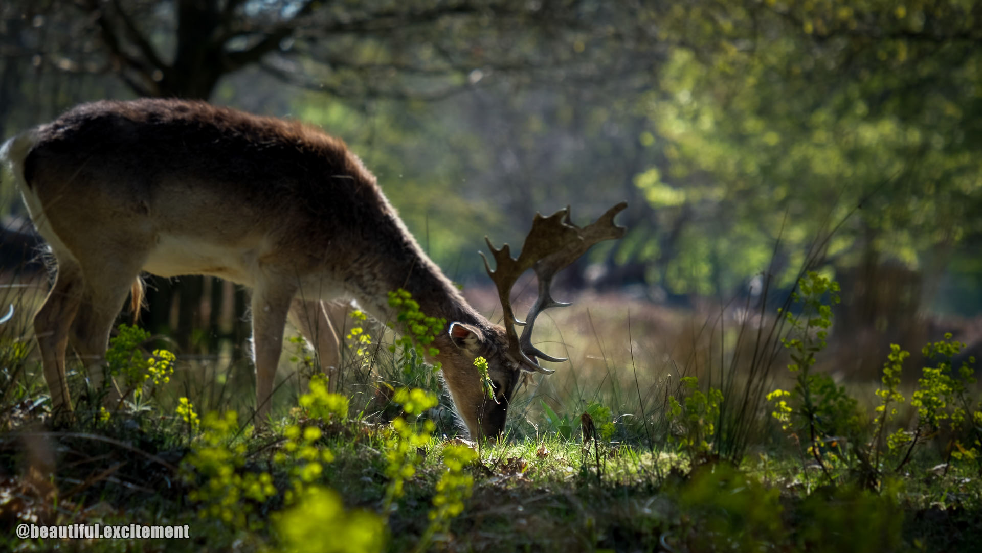 Beautiful Excitement - Animals