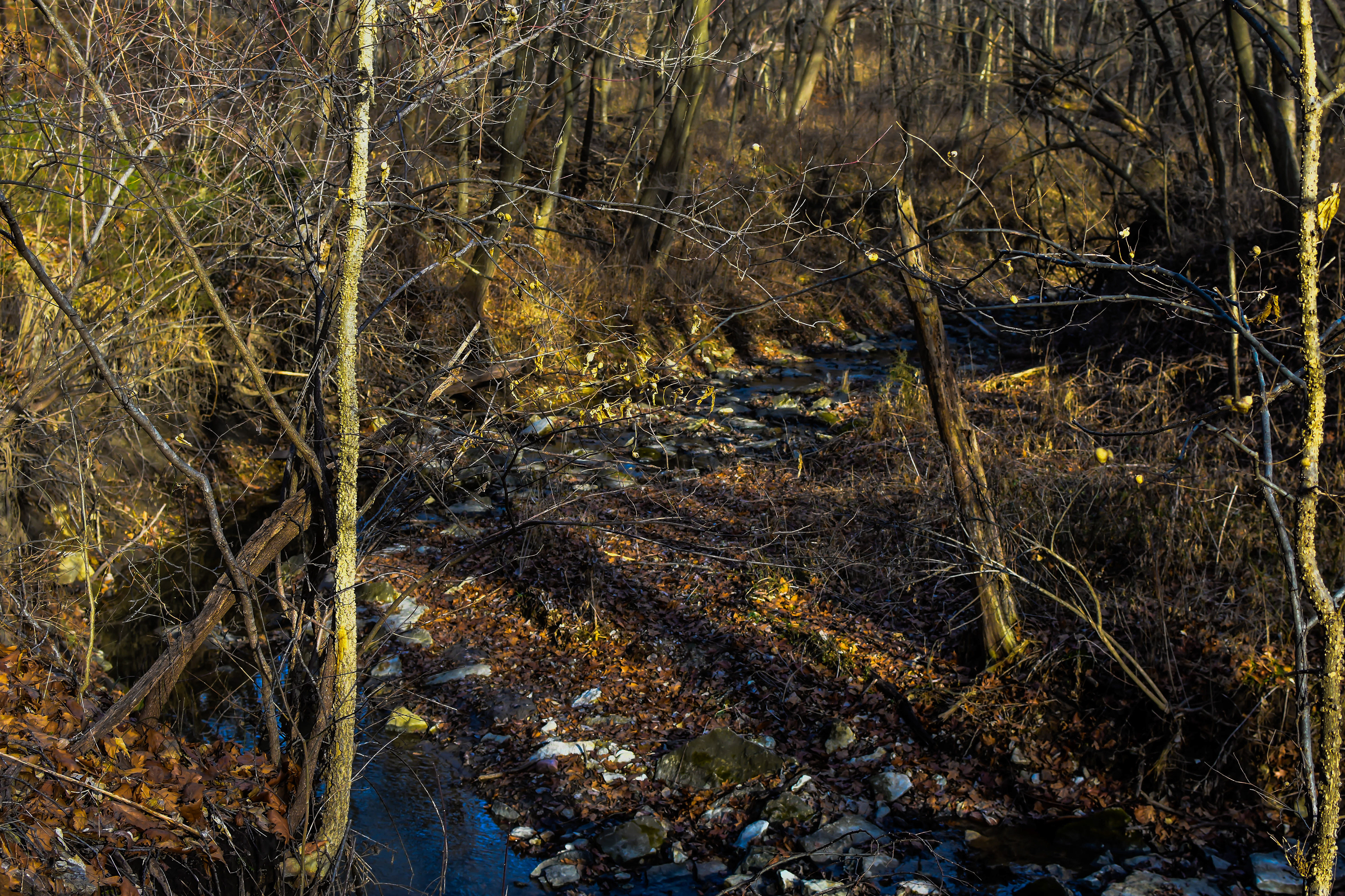 Avery Cook - Environment