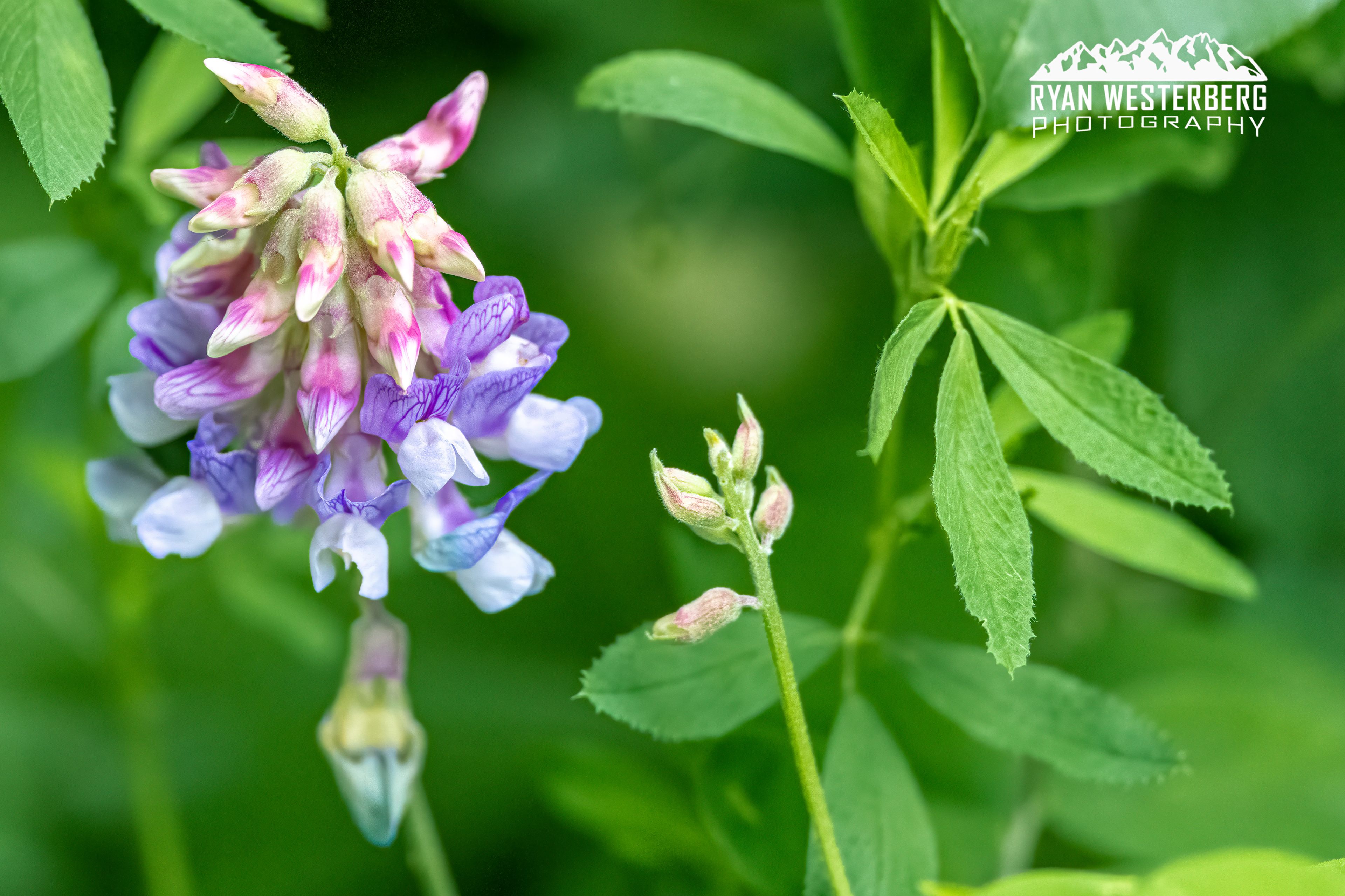 Ryan Westerberg - Little Flower on the Prairie