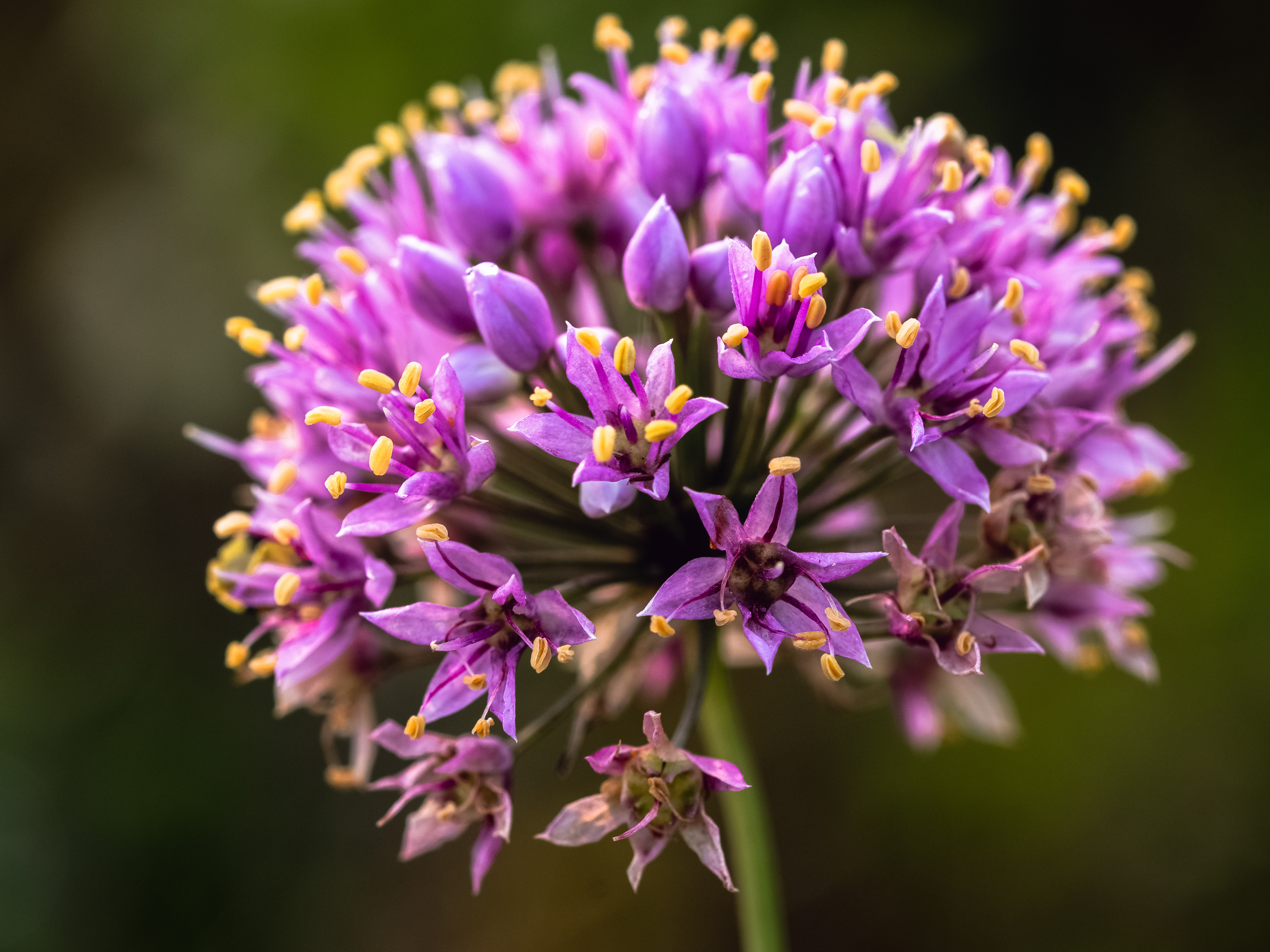 Ryan Westerberg - Little Flower on the Prairie