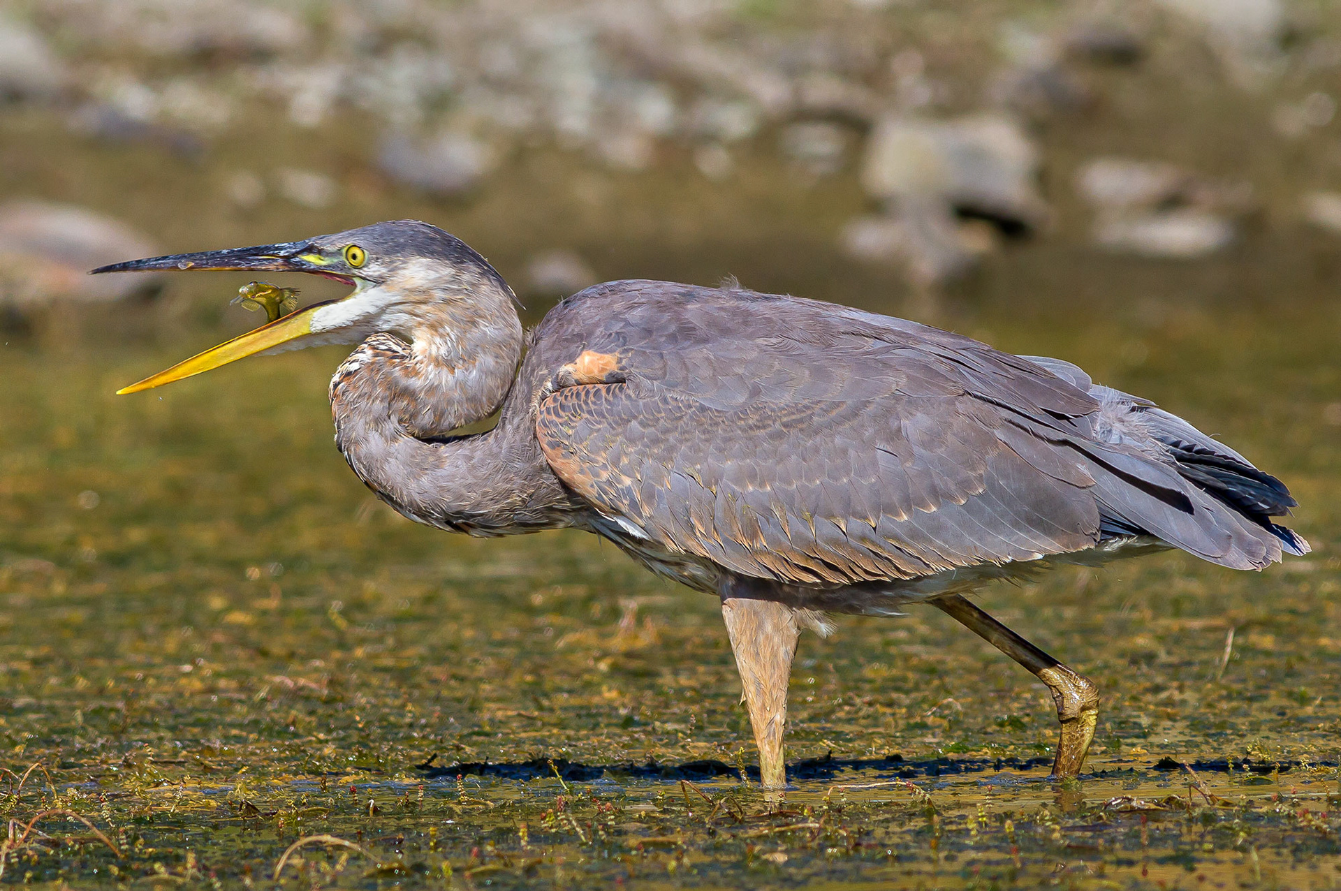 Paul Cockrell - Wildlife Images