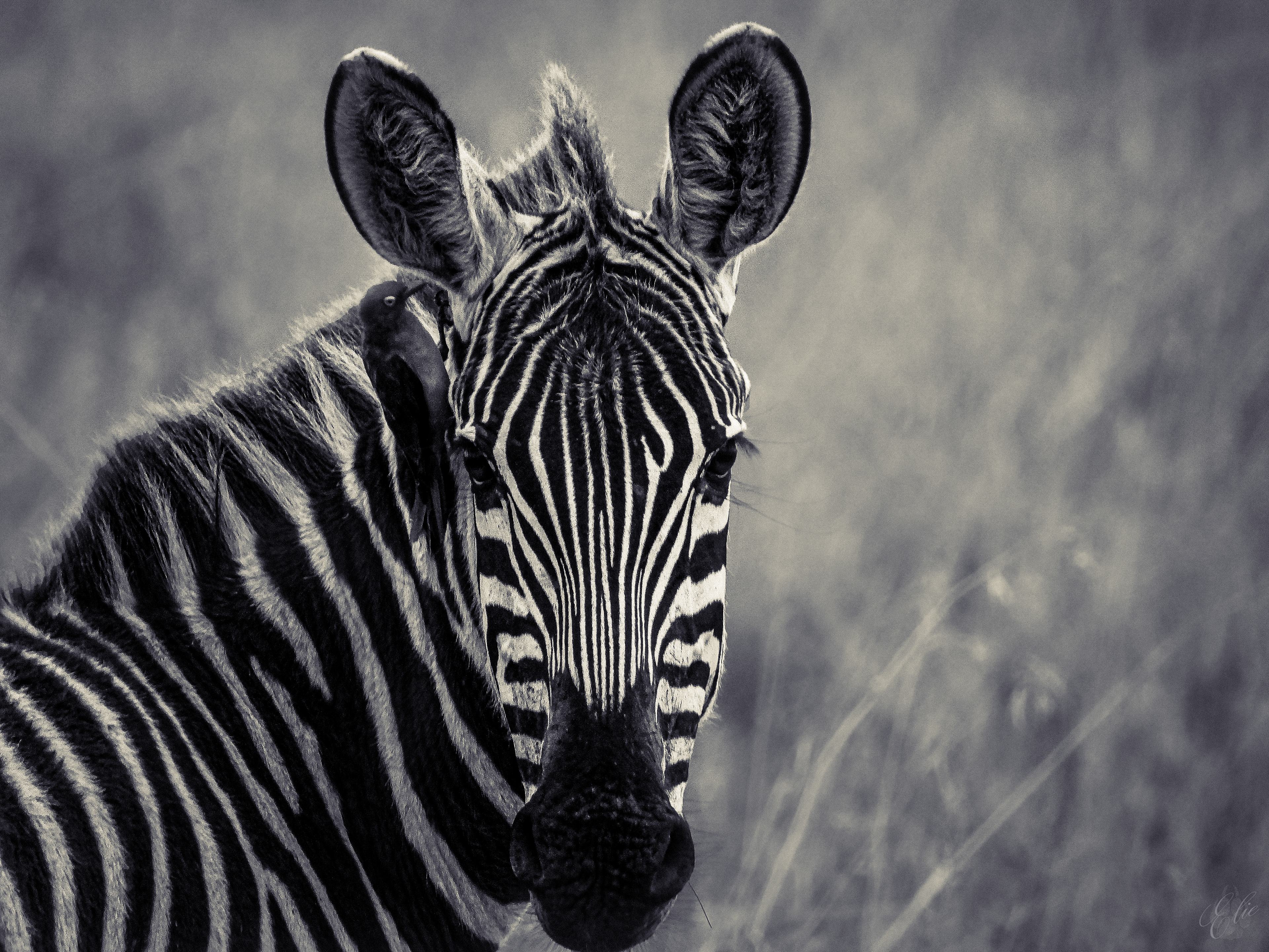 Elie Wolf Wildlife Conservation Art & Photography - ZEBRA