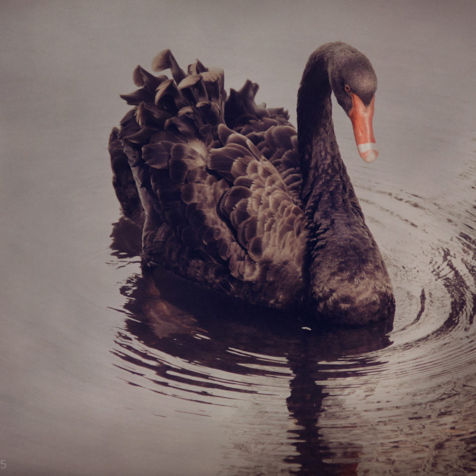 Cally Whitham Fine Art Photography