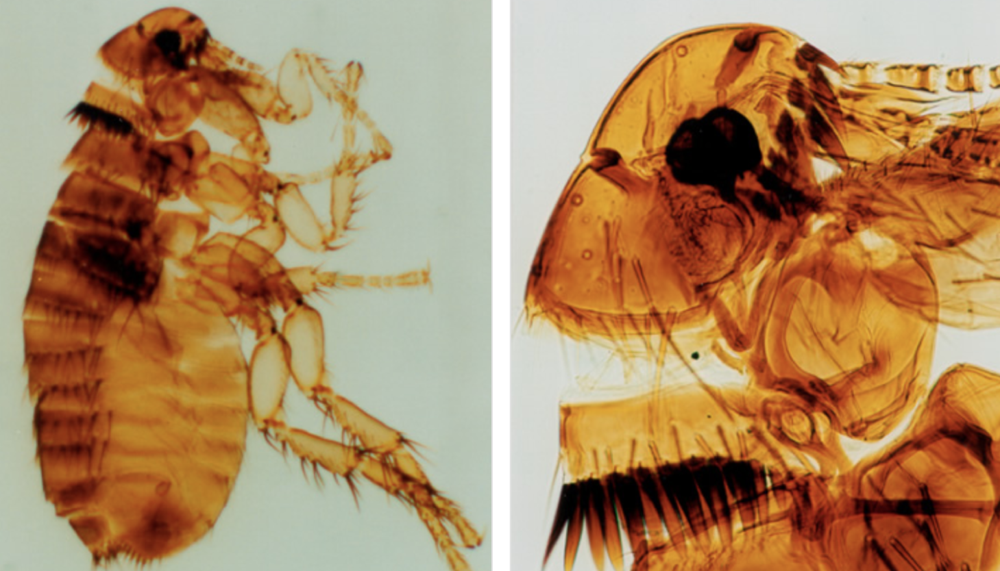 Medical and Veterinary Illustration by Diogo Guerra - Resources ...