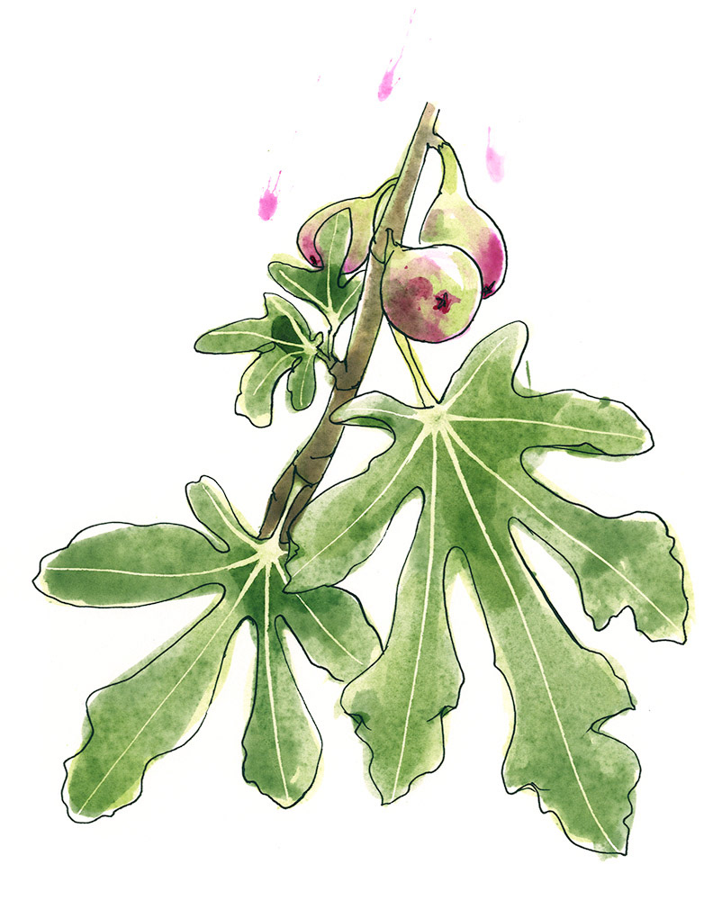 louise morgan illustration - westonbirt arboretum's 'tree spotters guide'