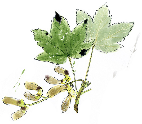 louise morgan illustration - westonbirt arboretum's 'tree spotters guide'