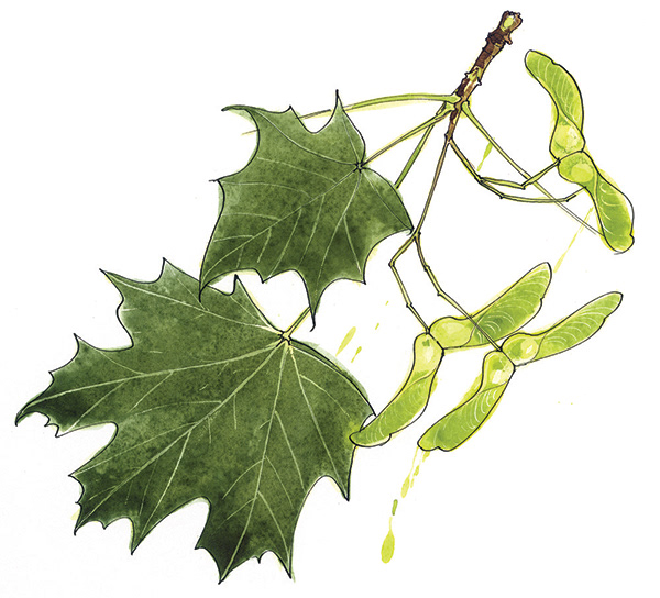 louise morgan illustration - westonbirt arboretum's 'tree spotters guide'