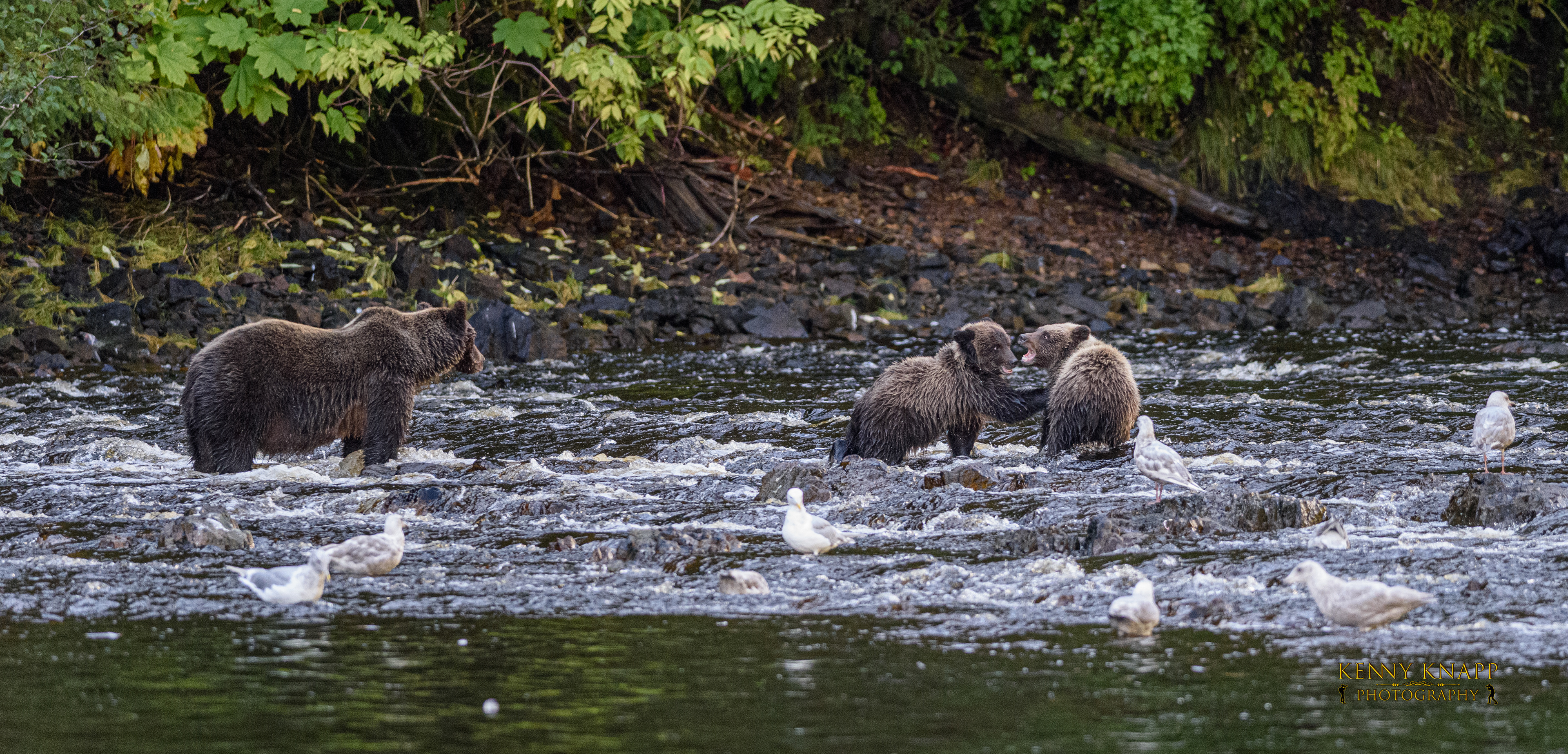 Kenny Knapp - Pavlof Harbor - Brown Bears