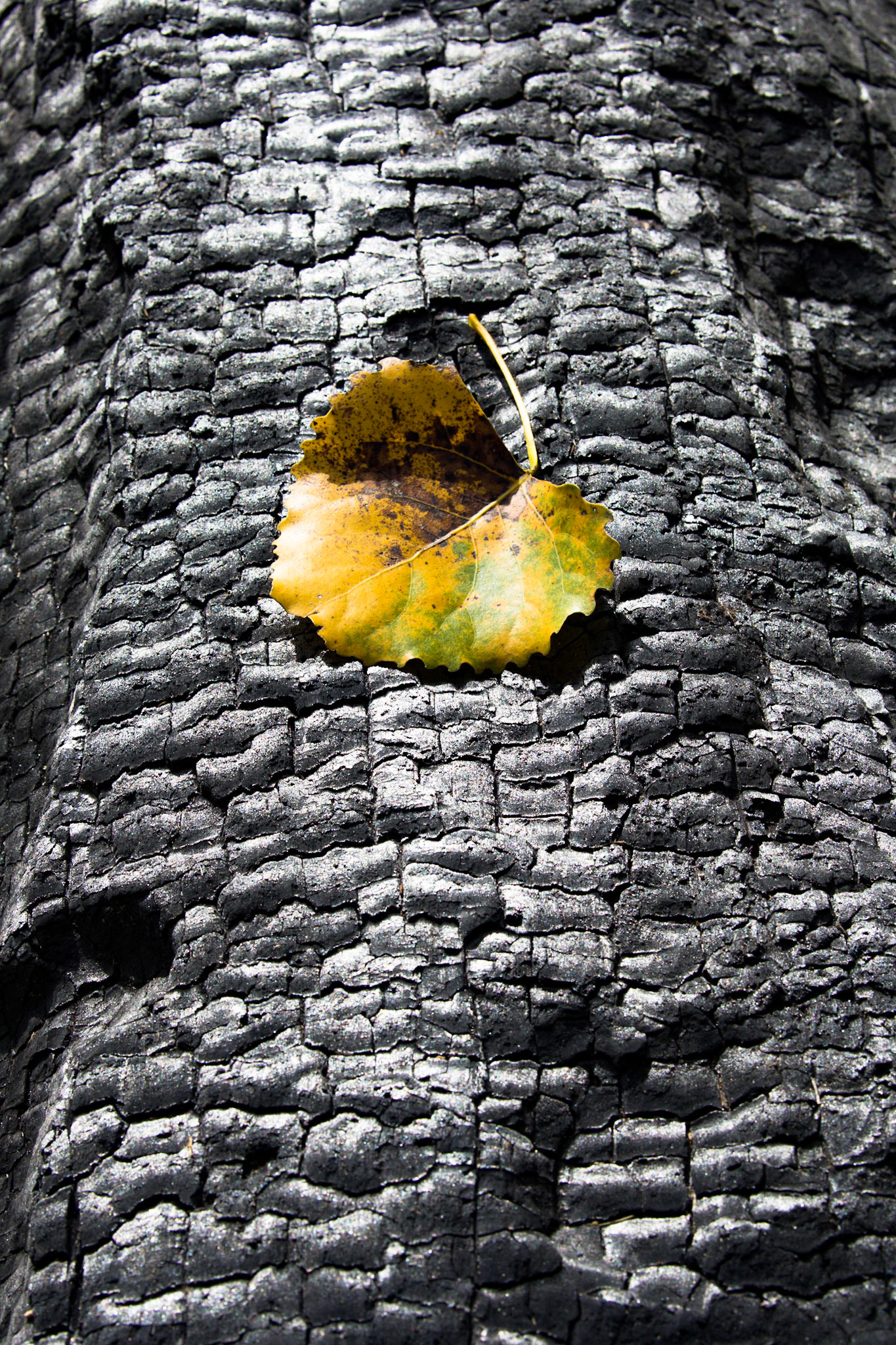 Stephen B. Hager | sbh-naturestudies - naturescapes