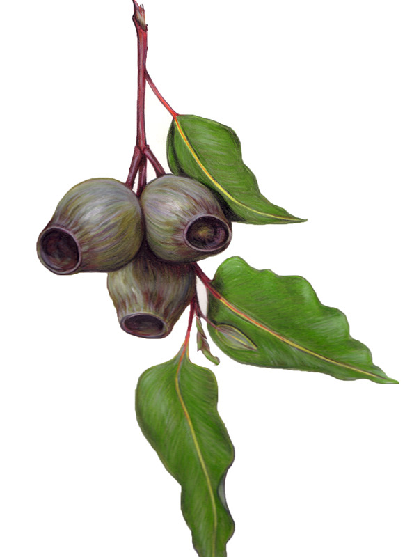 Julie Puchalski - Gumnuts