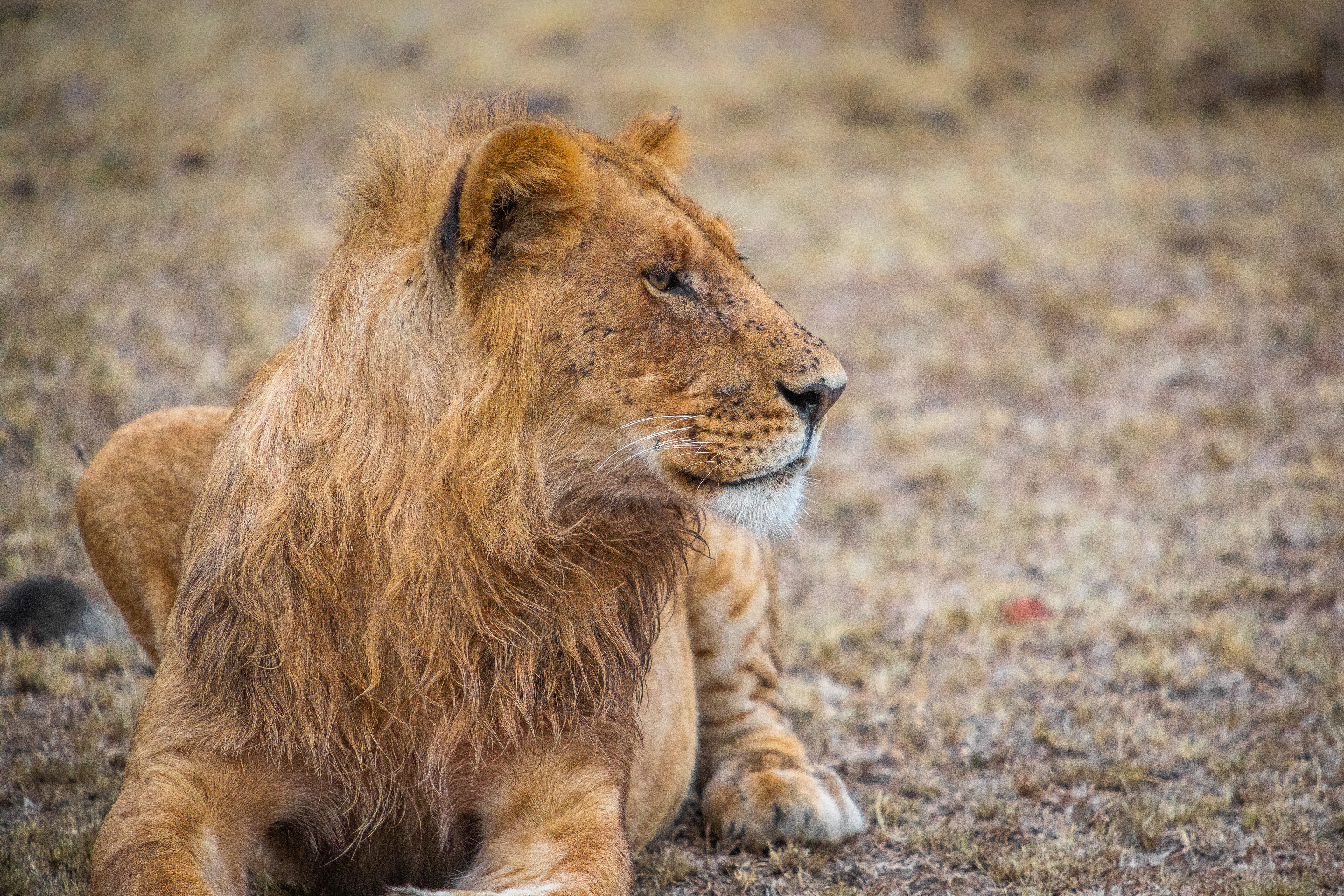 Adam Corrigan Photography - The Masai Mara