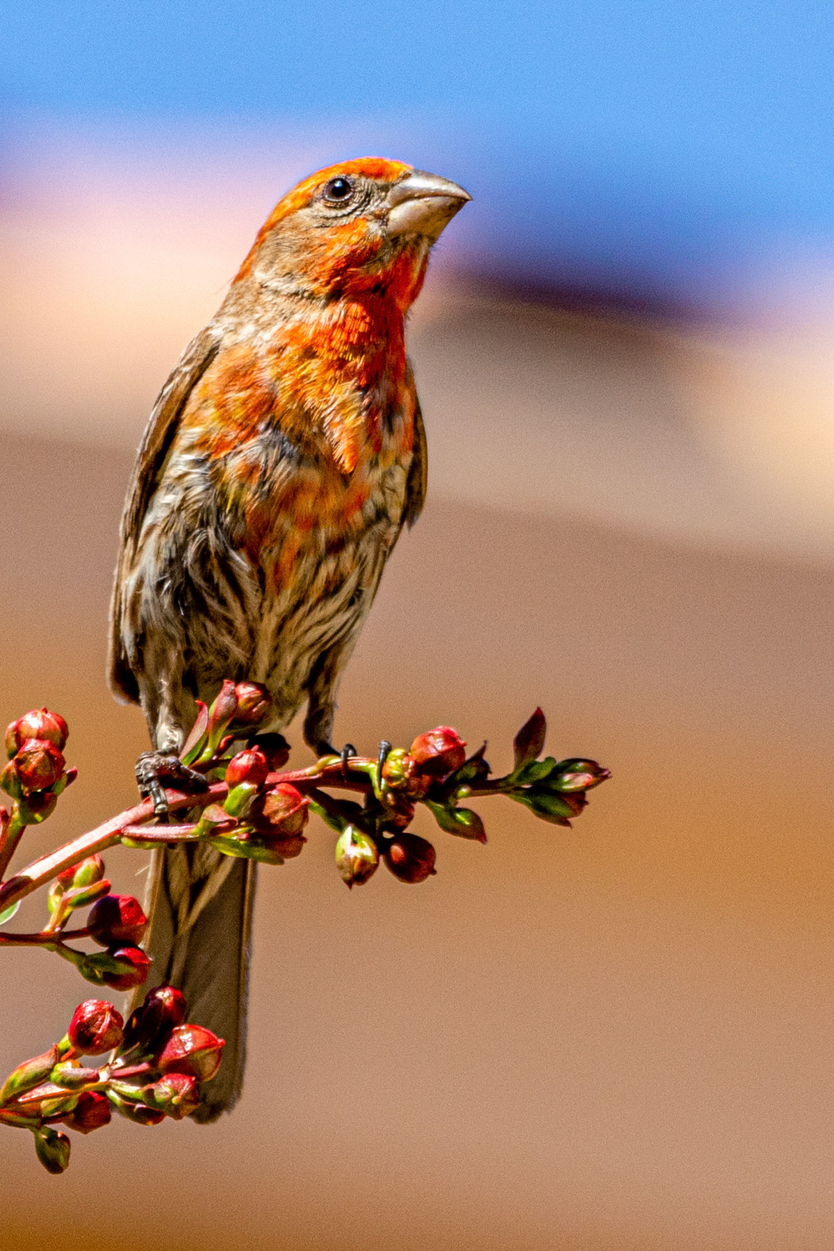 James R Anderson - Passerine Birds