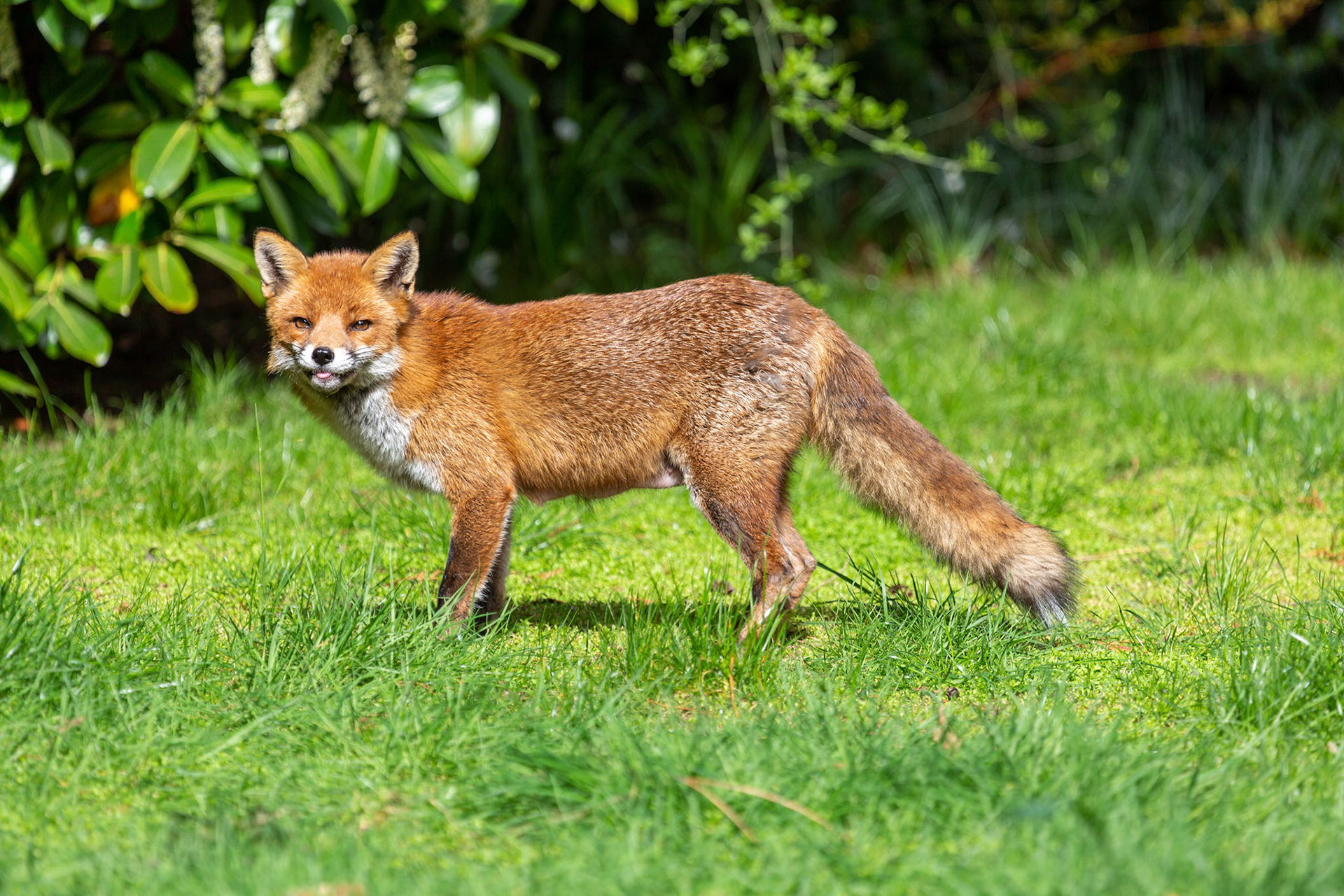 The Surrey Journal - A spring fox